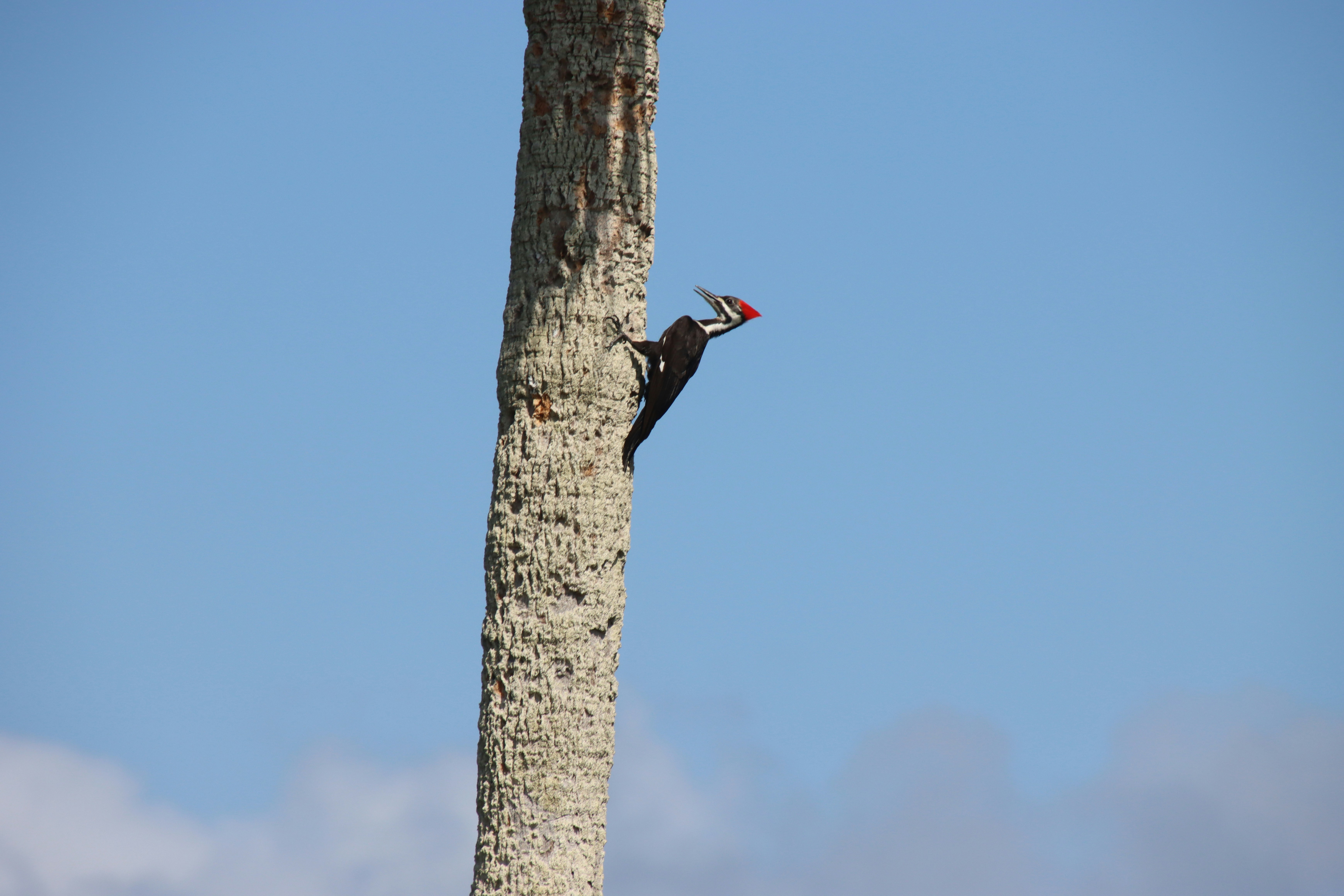 a bird is perched on the top of a tree