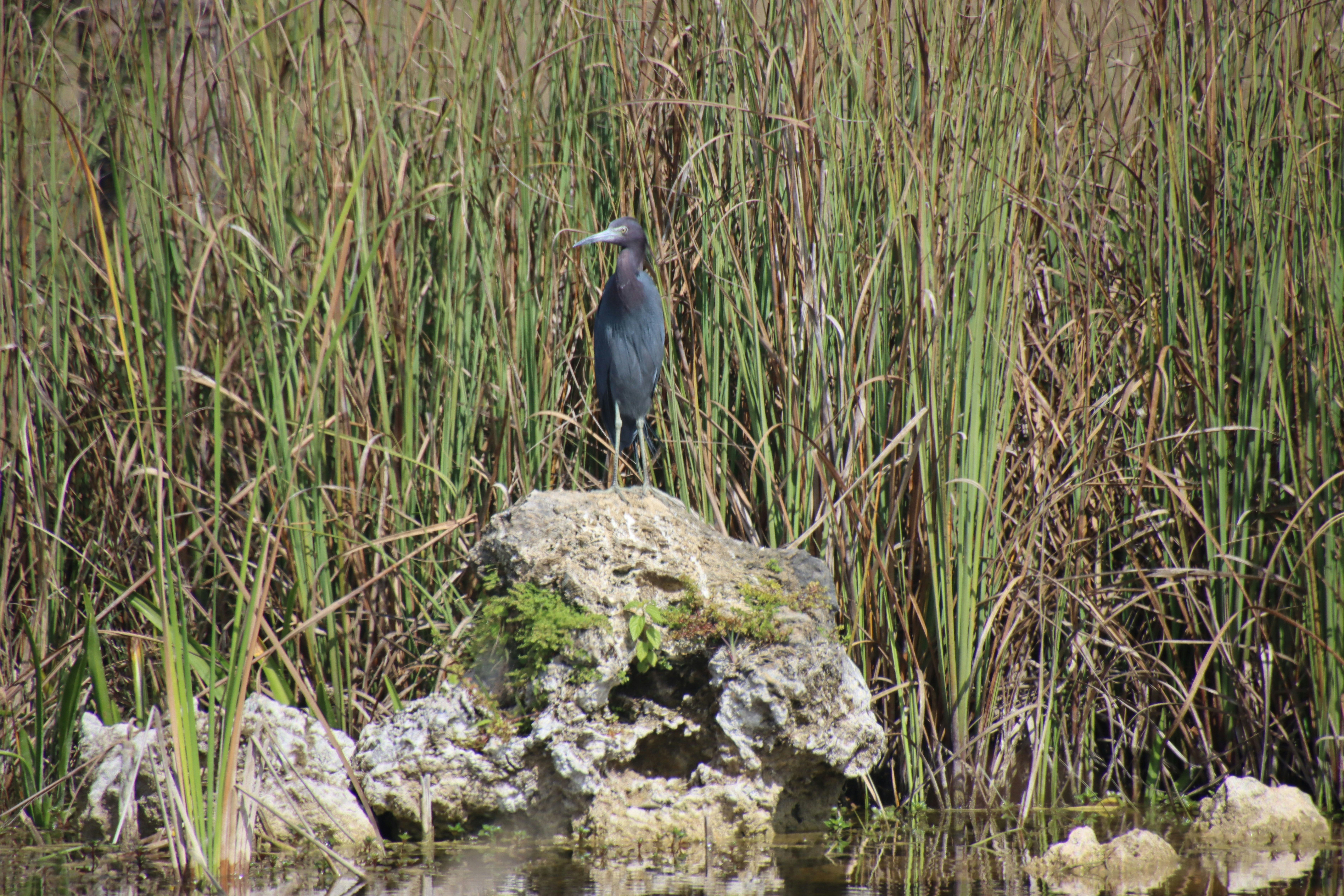 Marsh Sentinel: Blue Heron Perches on Mossy Rock Amid Reeds