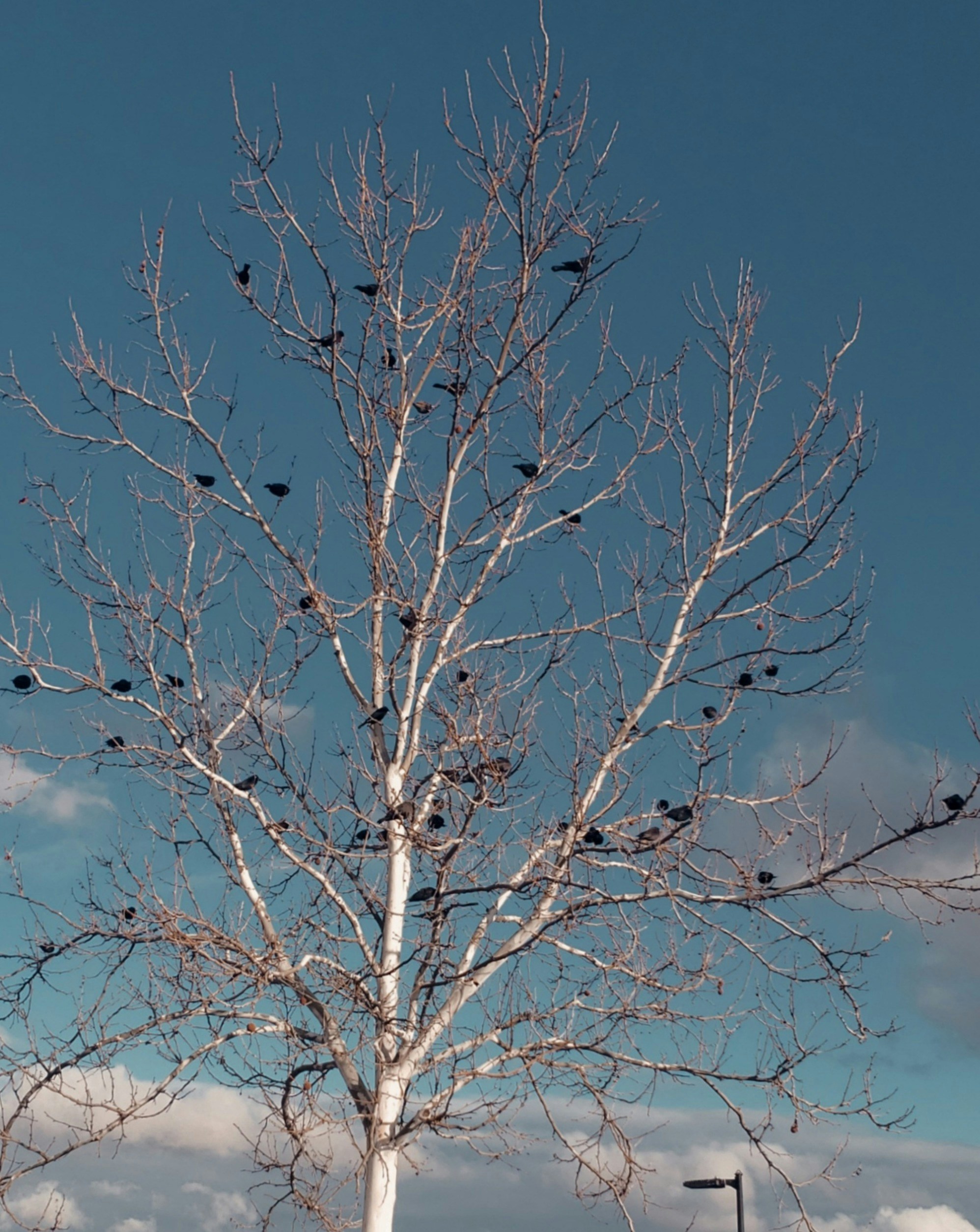 Bare tree silhouetted against a bright sky, adorned with dark birds perched among its branches.
