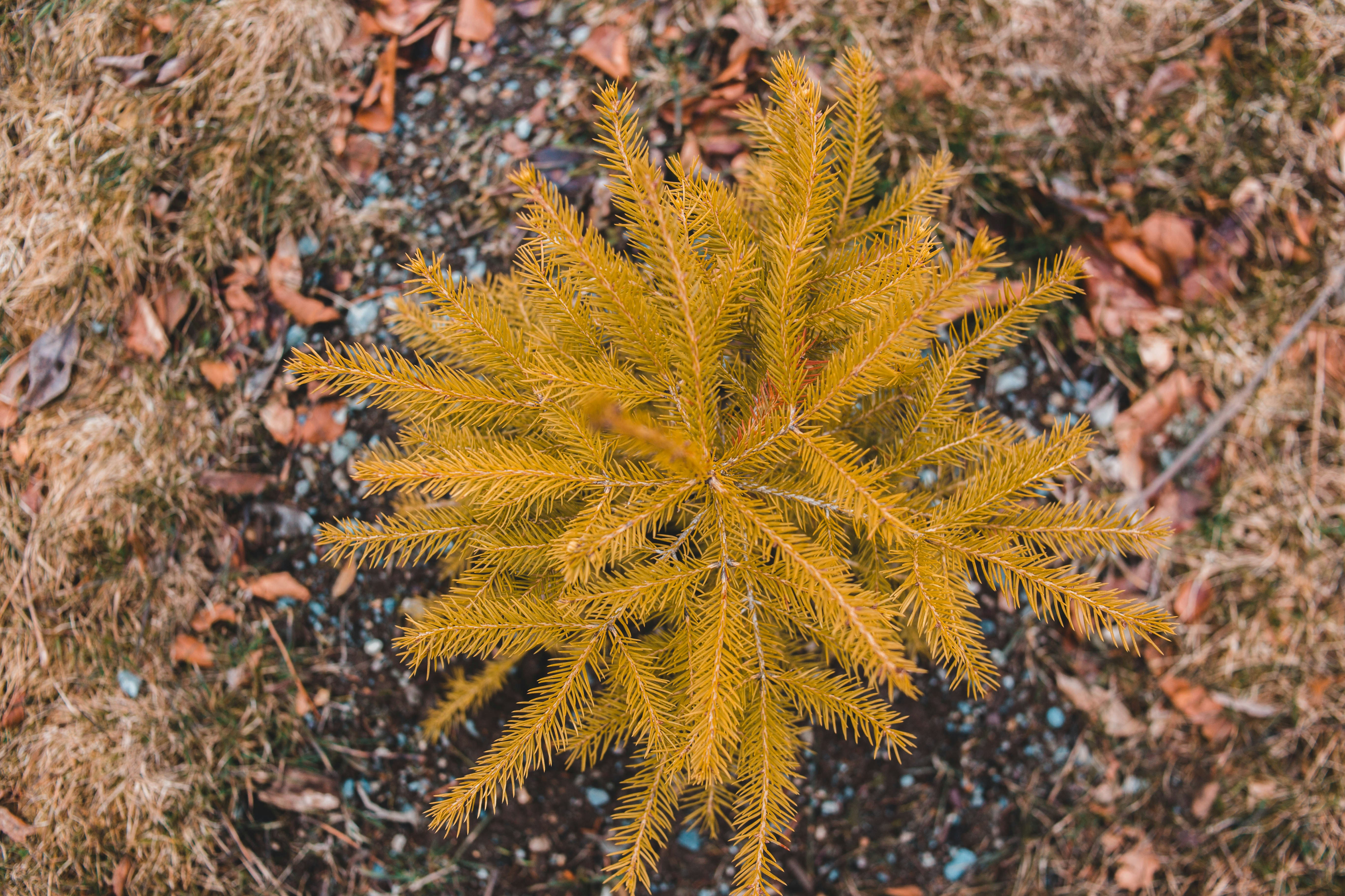 A small yellow tree in the middle of a field photo – Free Brown Image ...