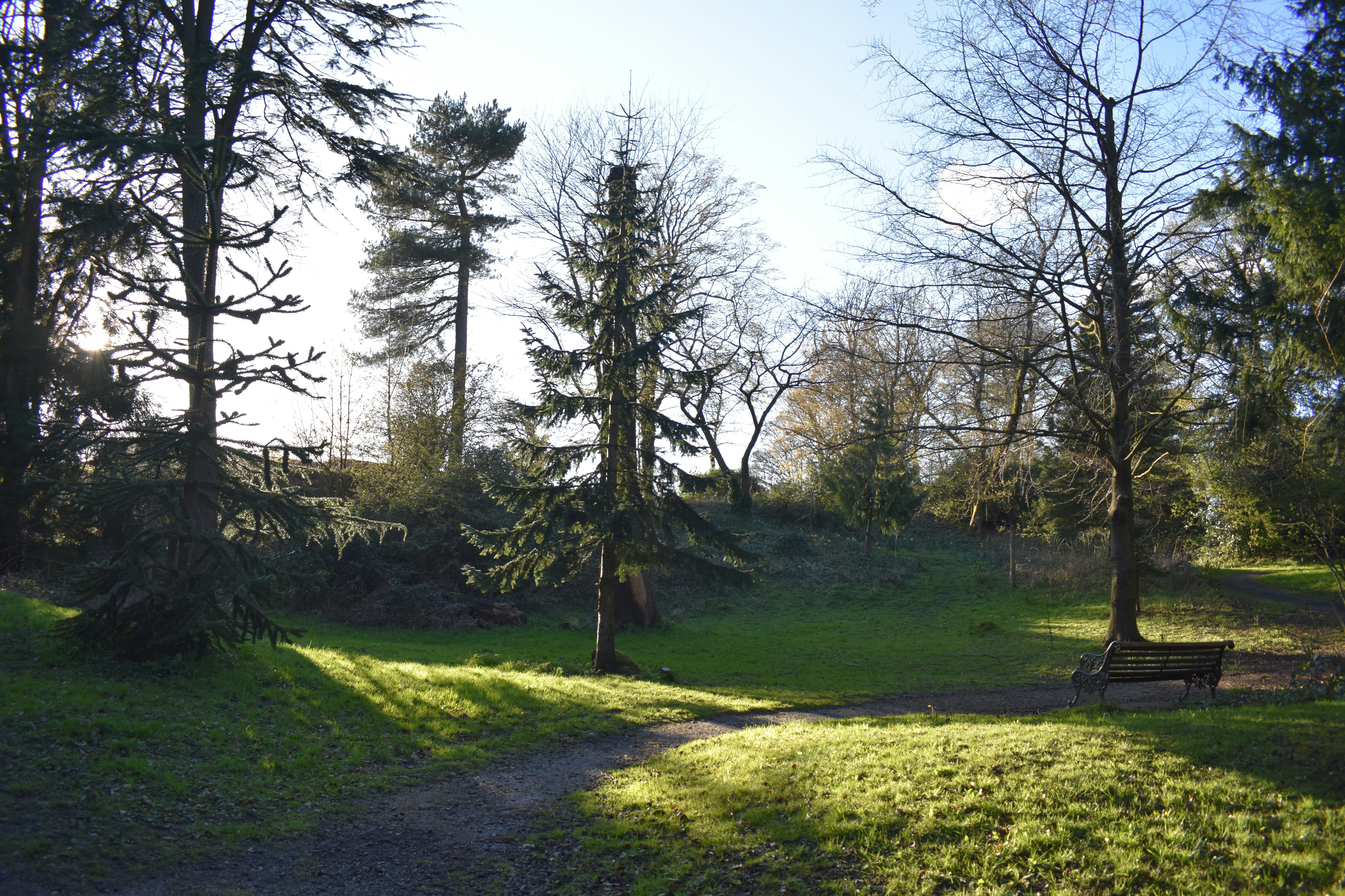 A park bench sitting in the middle of a forest photo – Free Forest ...