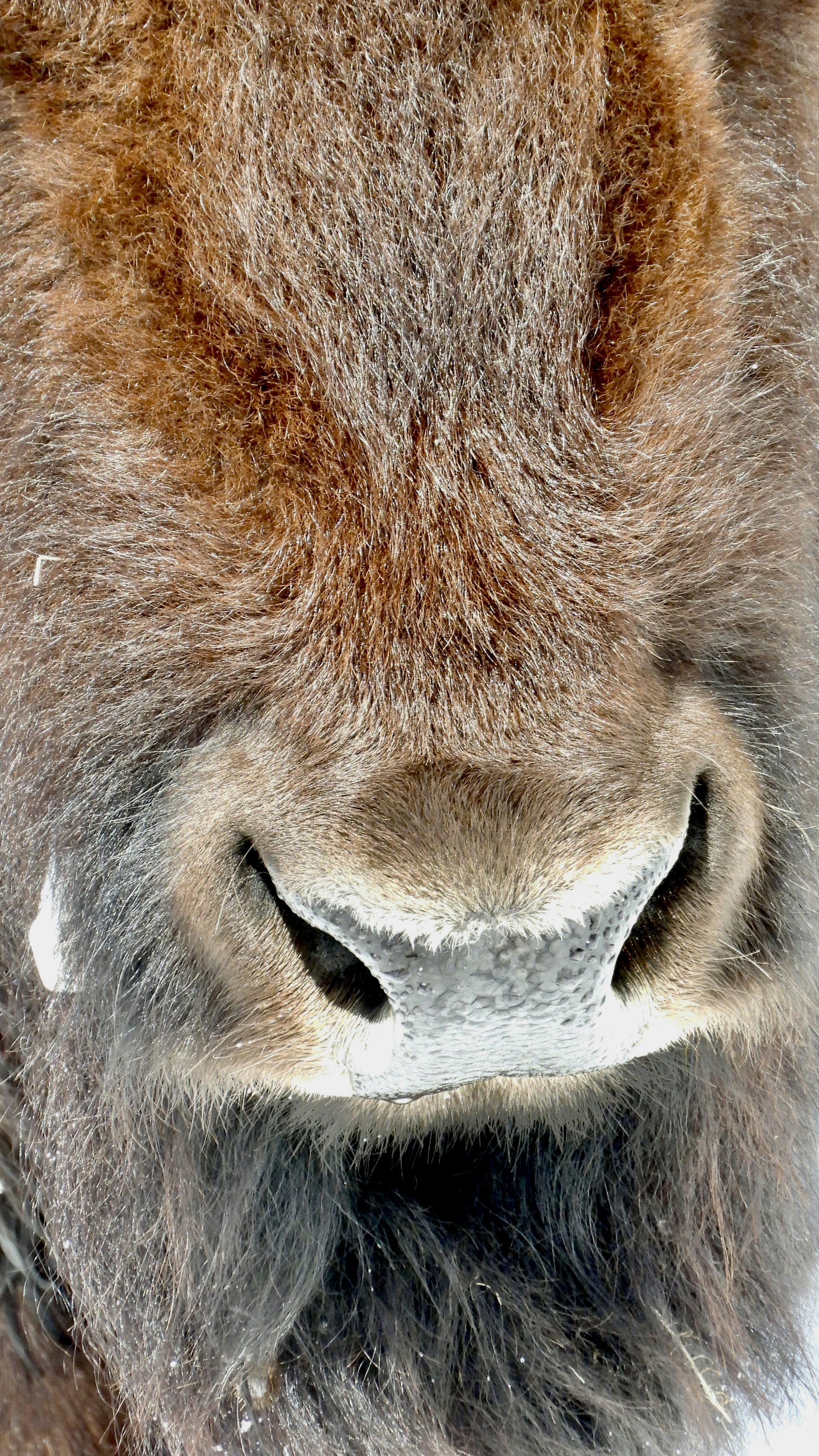 A close up of a bison's face in the snow photo – Free Denver Image on ...