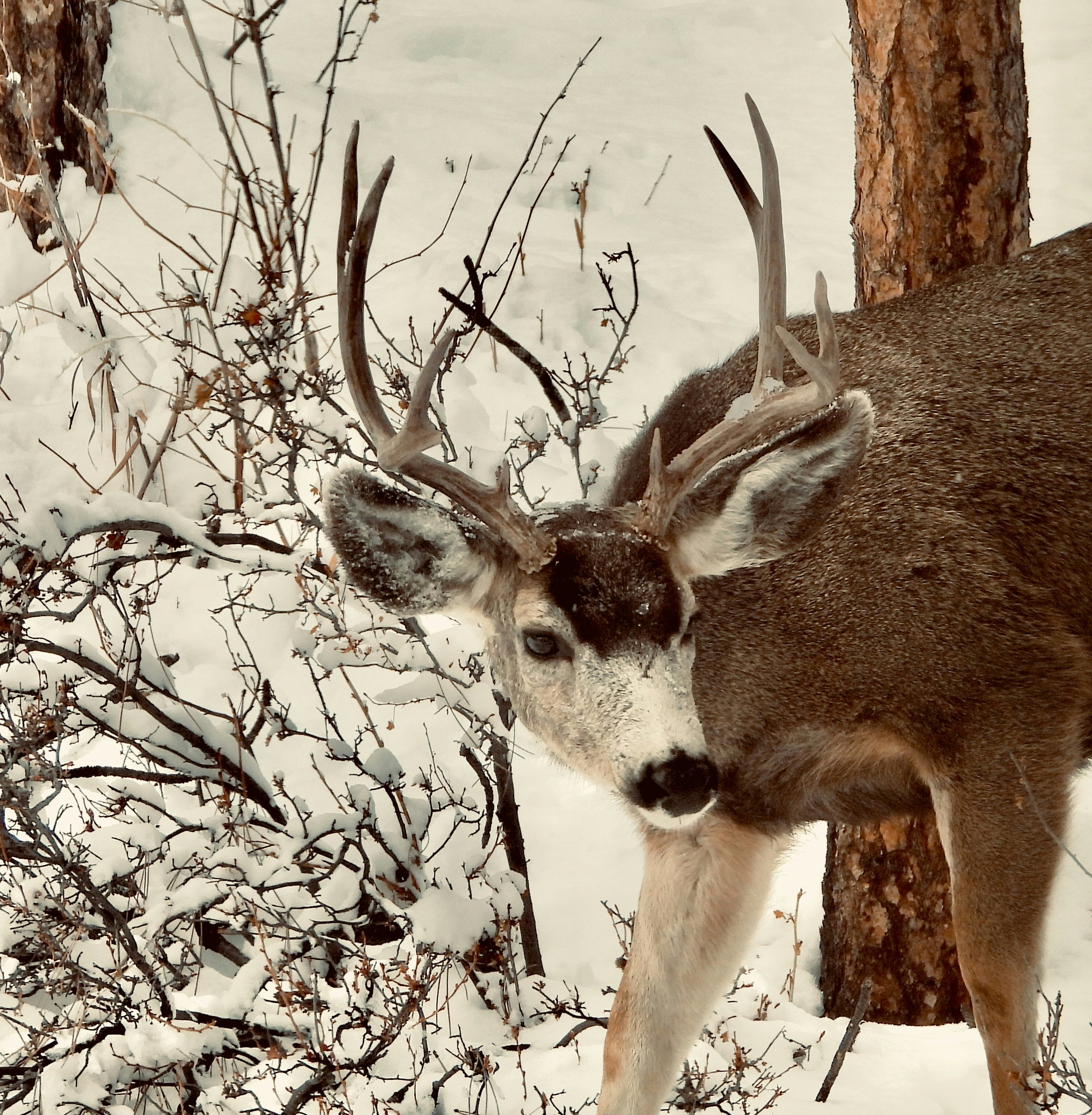 A majestic deer stands amidst a snowy landscape, framed by bare branches and a tall tree. The serene setting highlights the beauty of wildlife in winter.