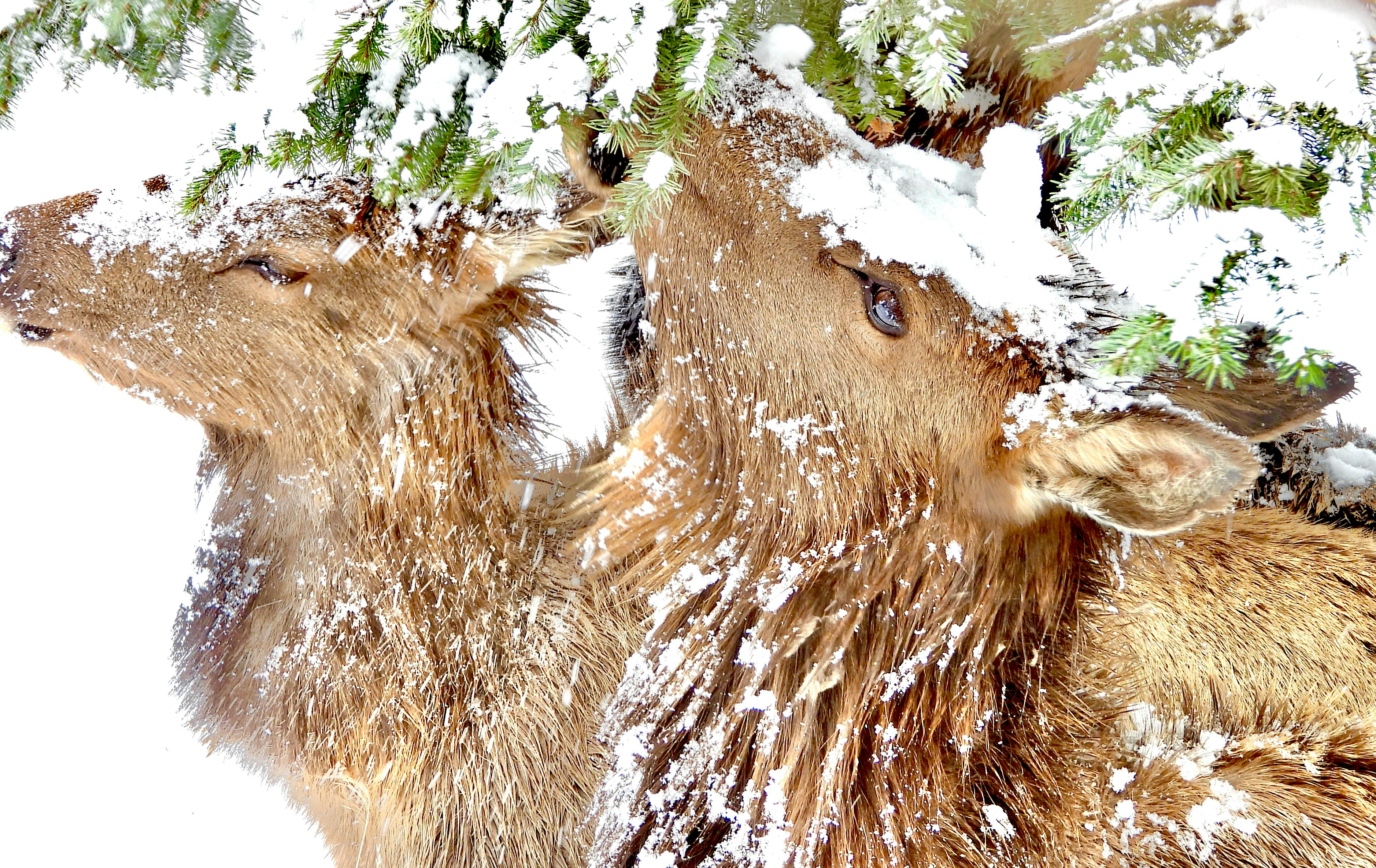 2 elk get snowy faces
