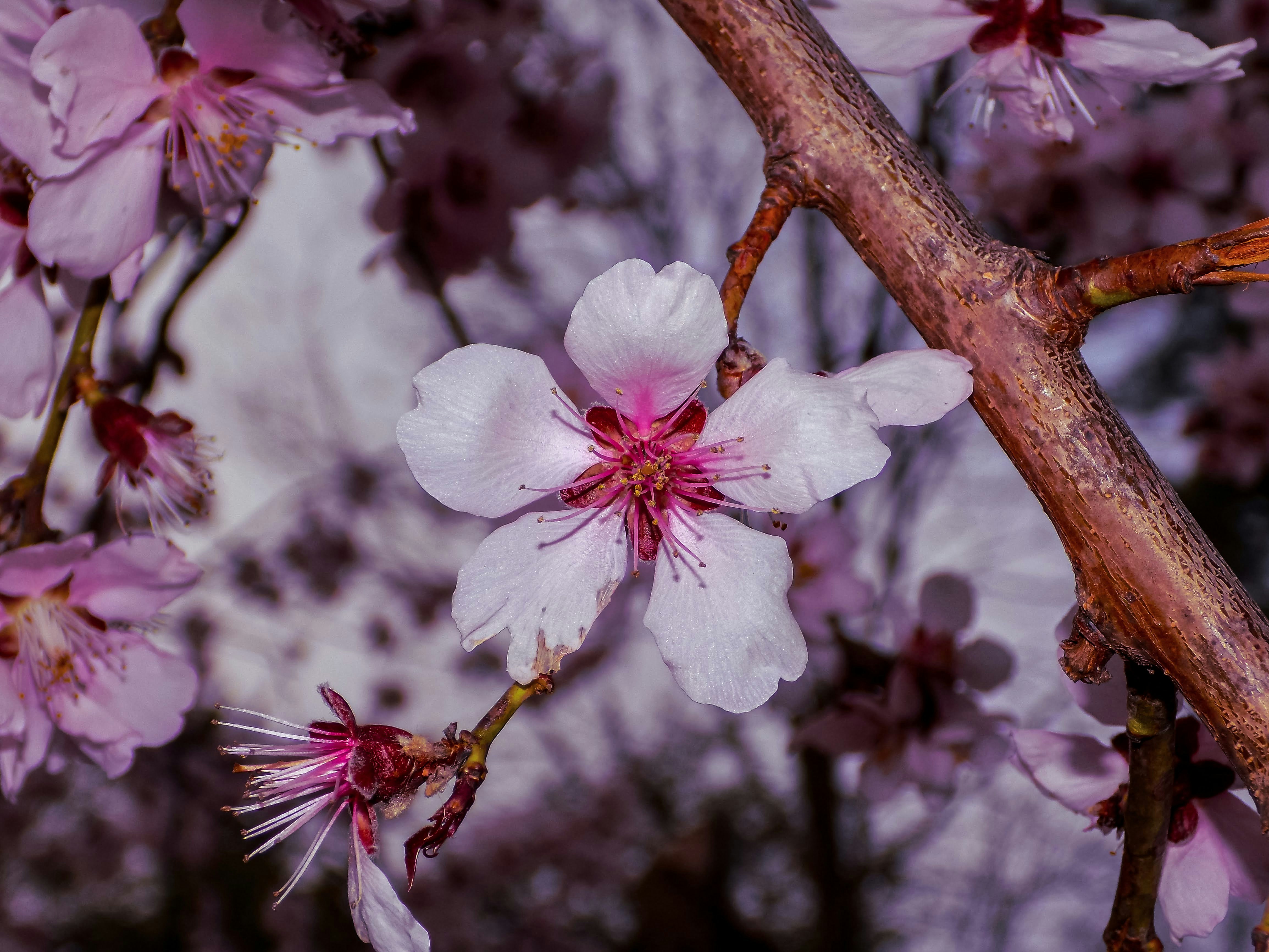 Delicate cherry blossom flower blooms amidst branches, showcasing intricate petals and vibrant colors.