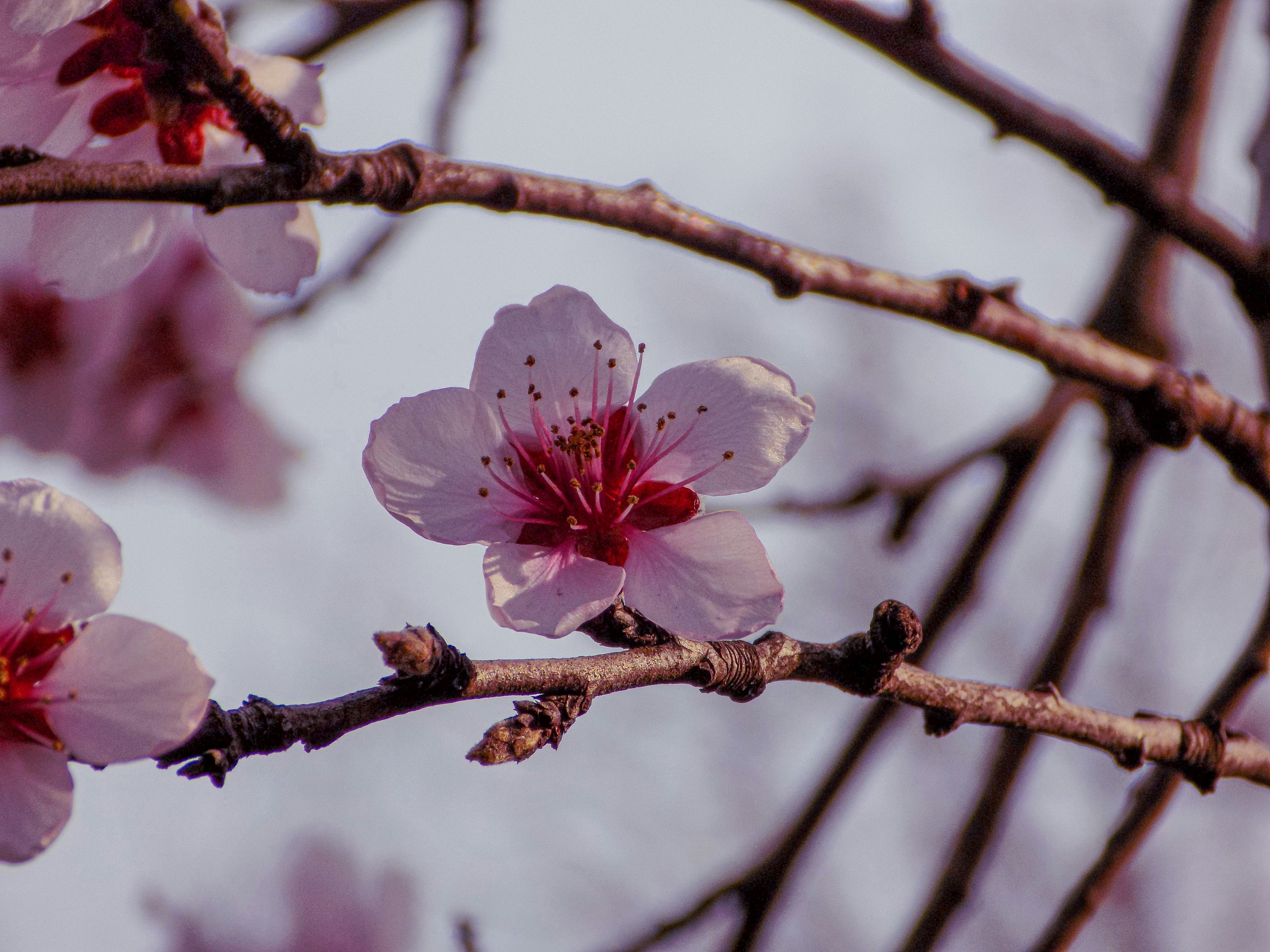 A close up of a flower on a tree branch photo – Free Romania Image on ...
