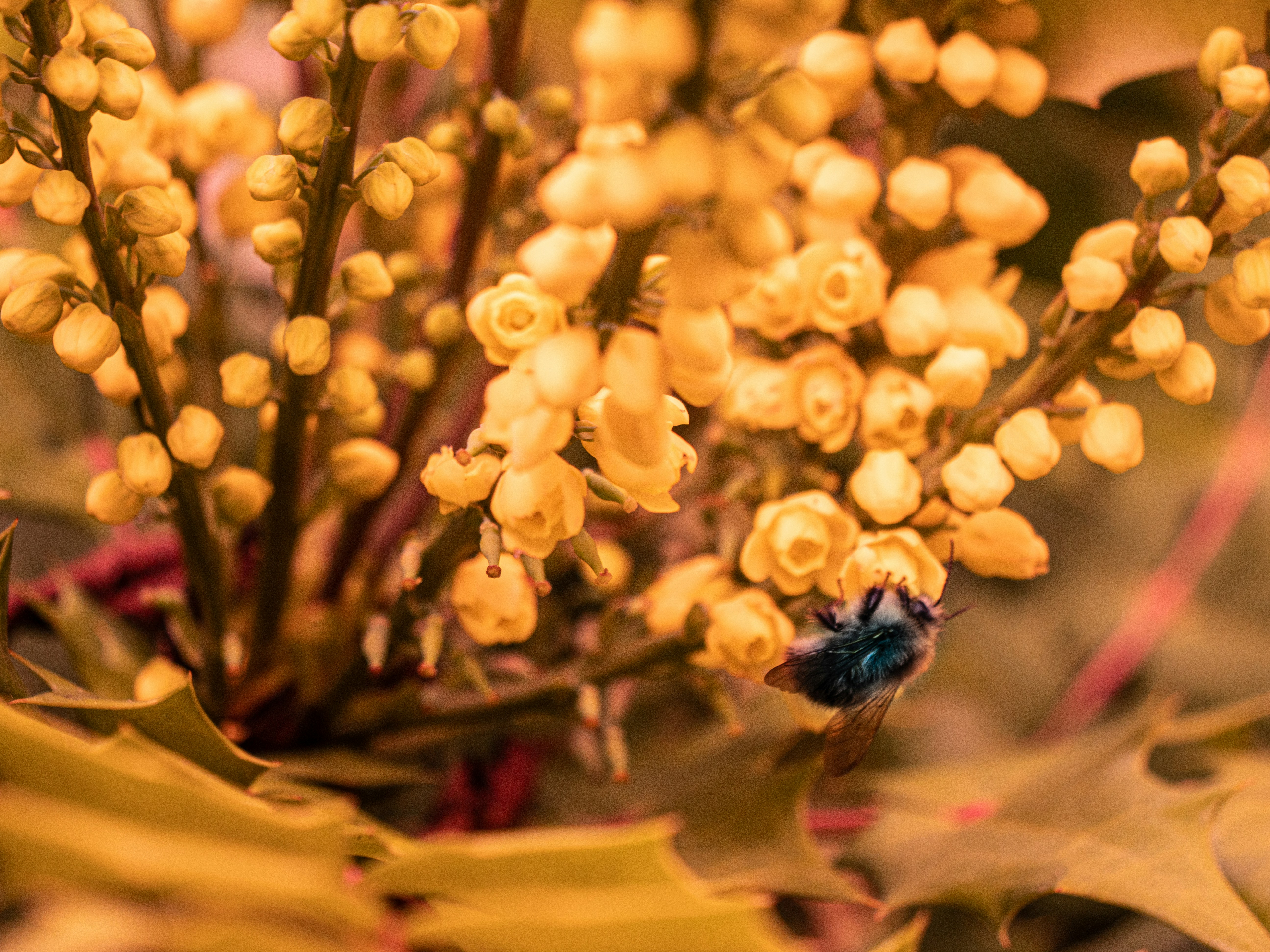 Blue-Bodied Bee Fleeting Through a Cascade of Amber Blossoms