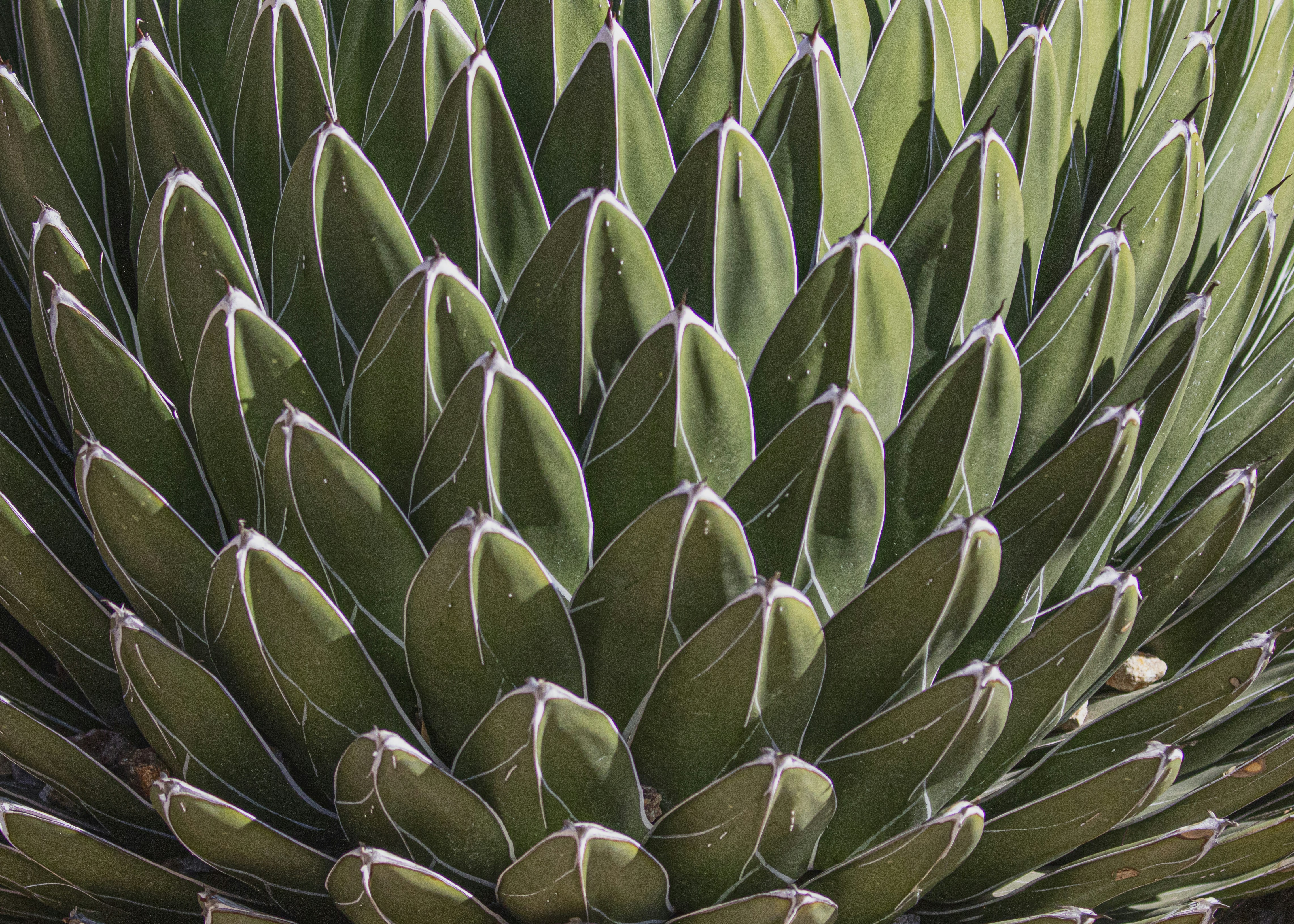 Close-up of an agave plant showcasing its intricate geometric leaf pattern with sharp, pointed tips.