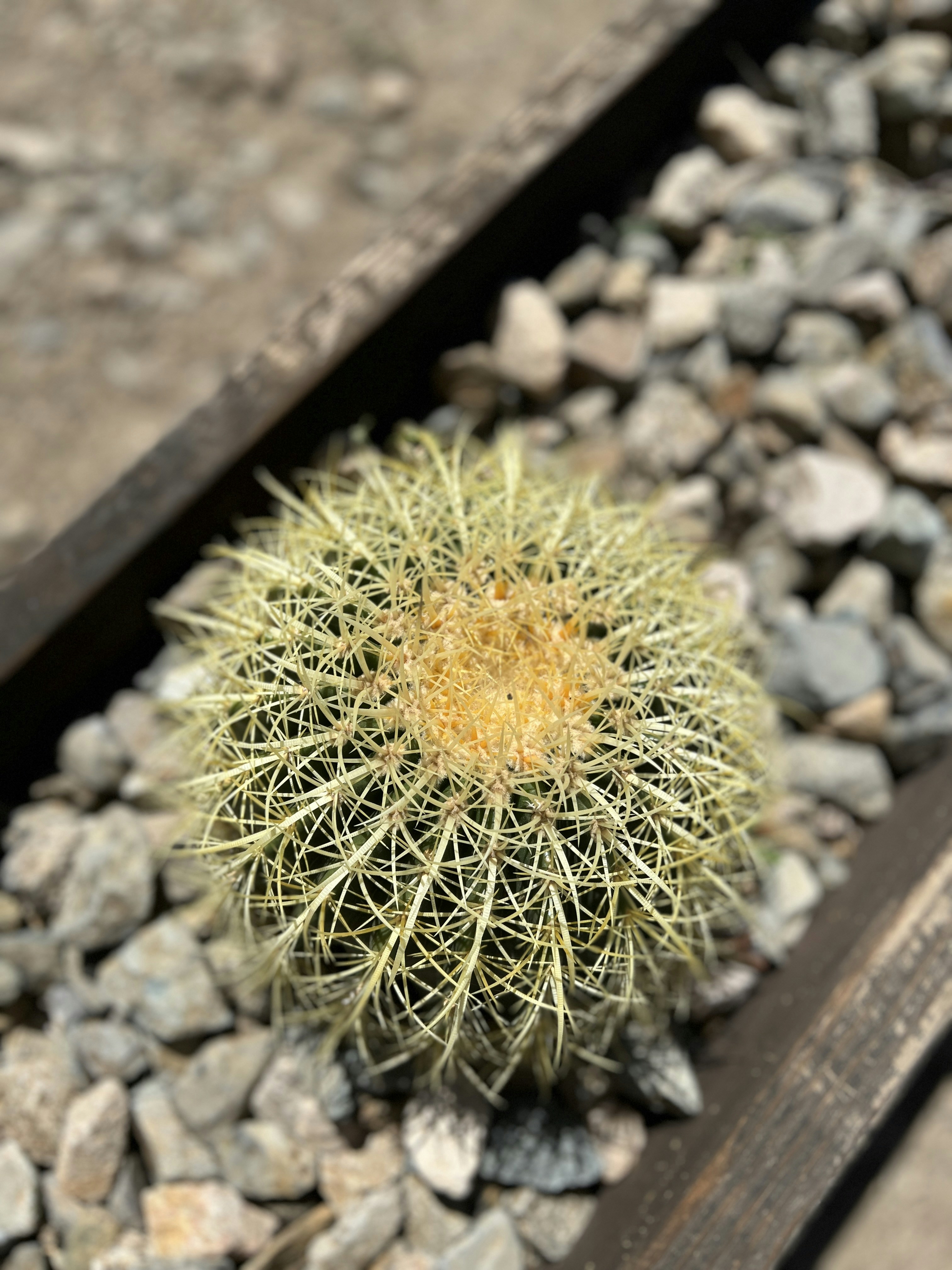 A cactus sitting on top of a wooden bench photo – Free Cactus Image on ...