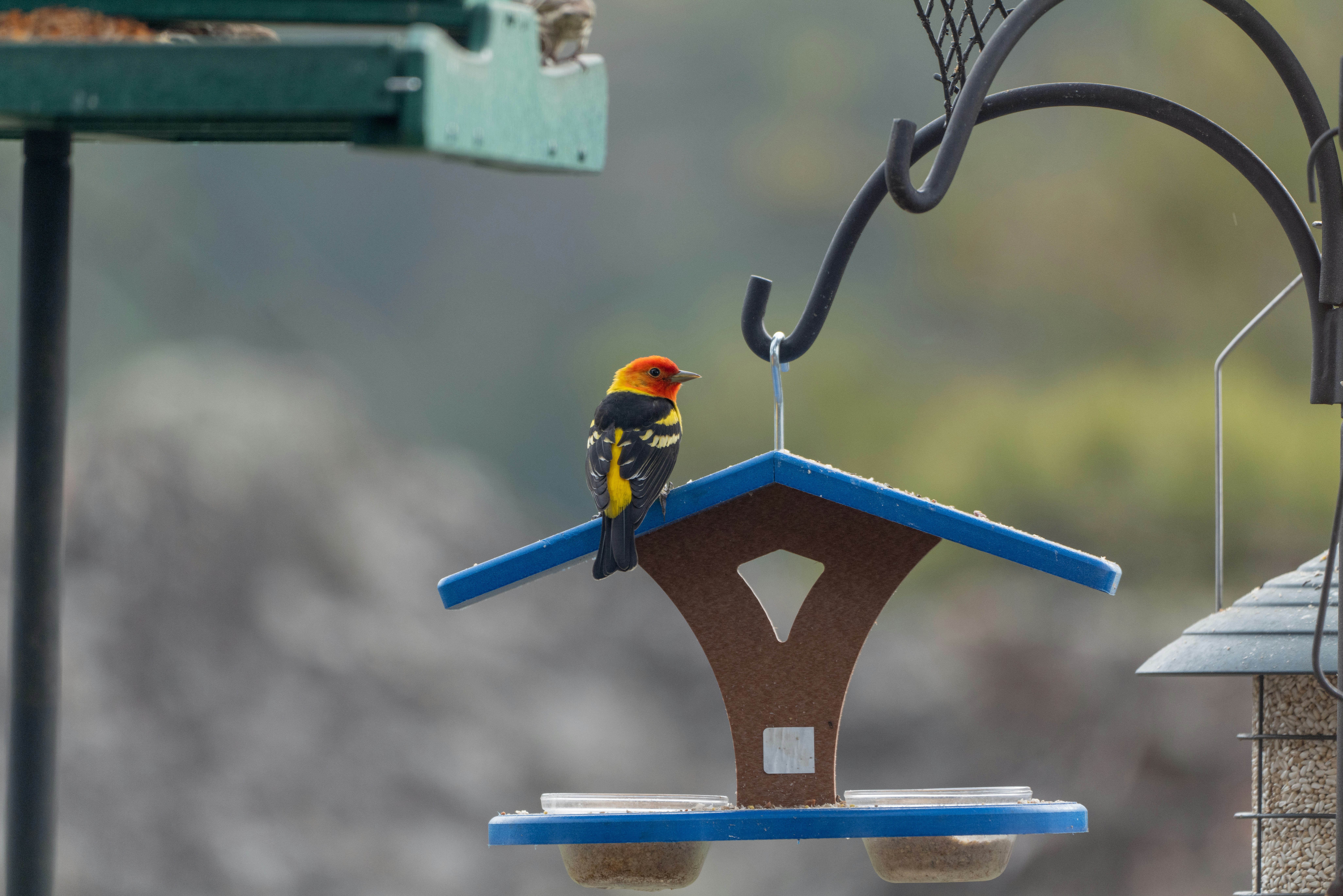Scarlet-hooded Warbler at a Blue-Gabled Feeder
