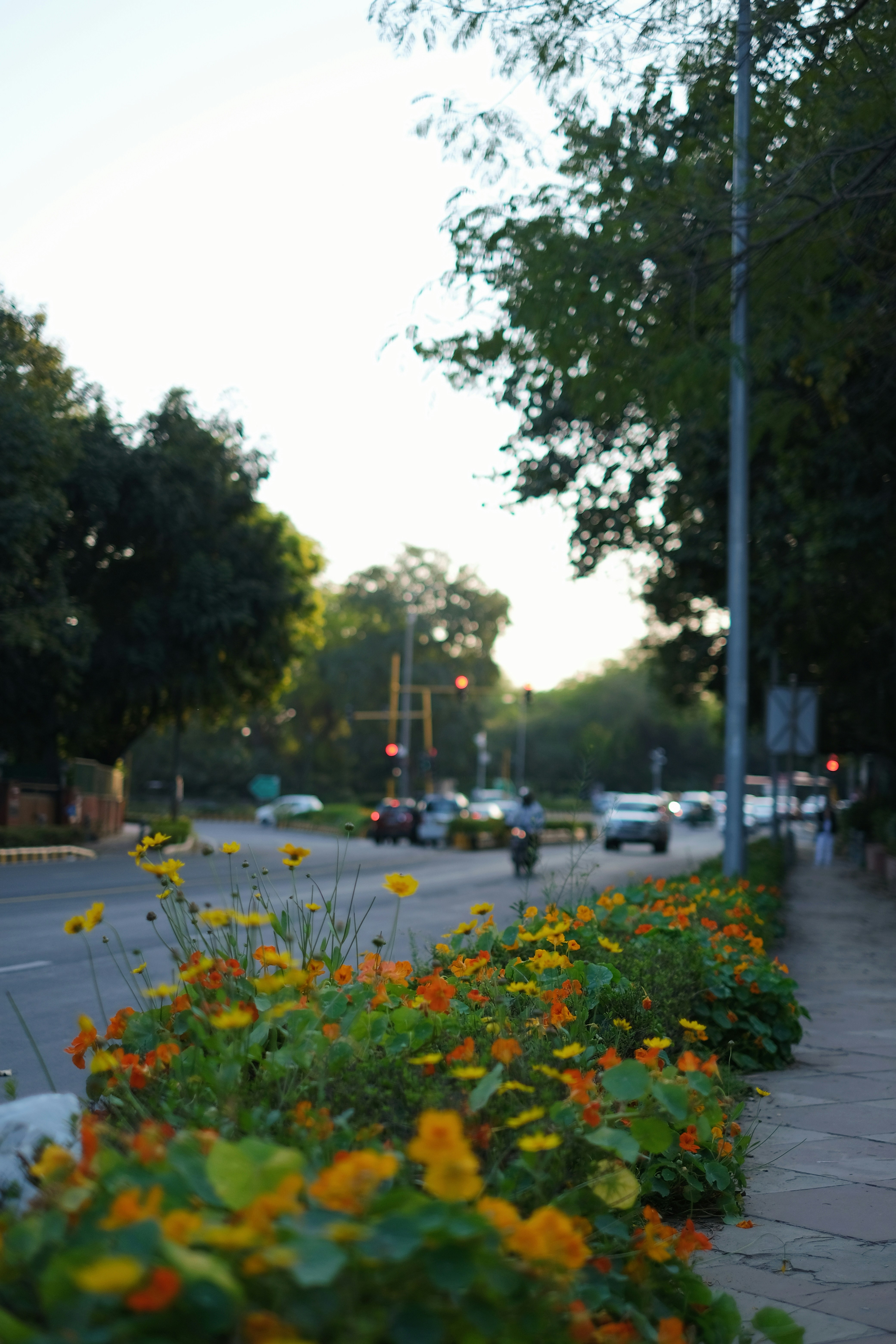 a bunch of flowers that are on the side of a road