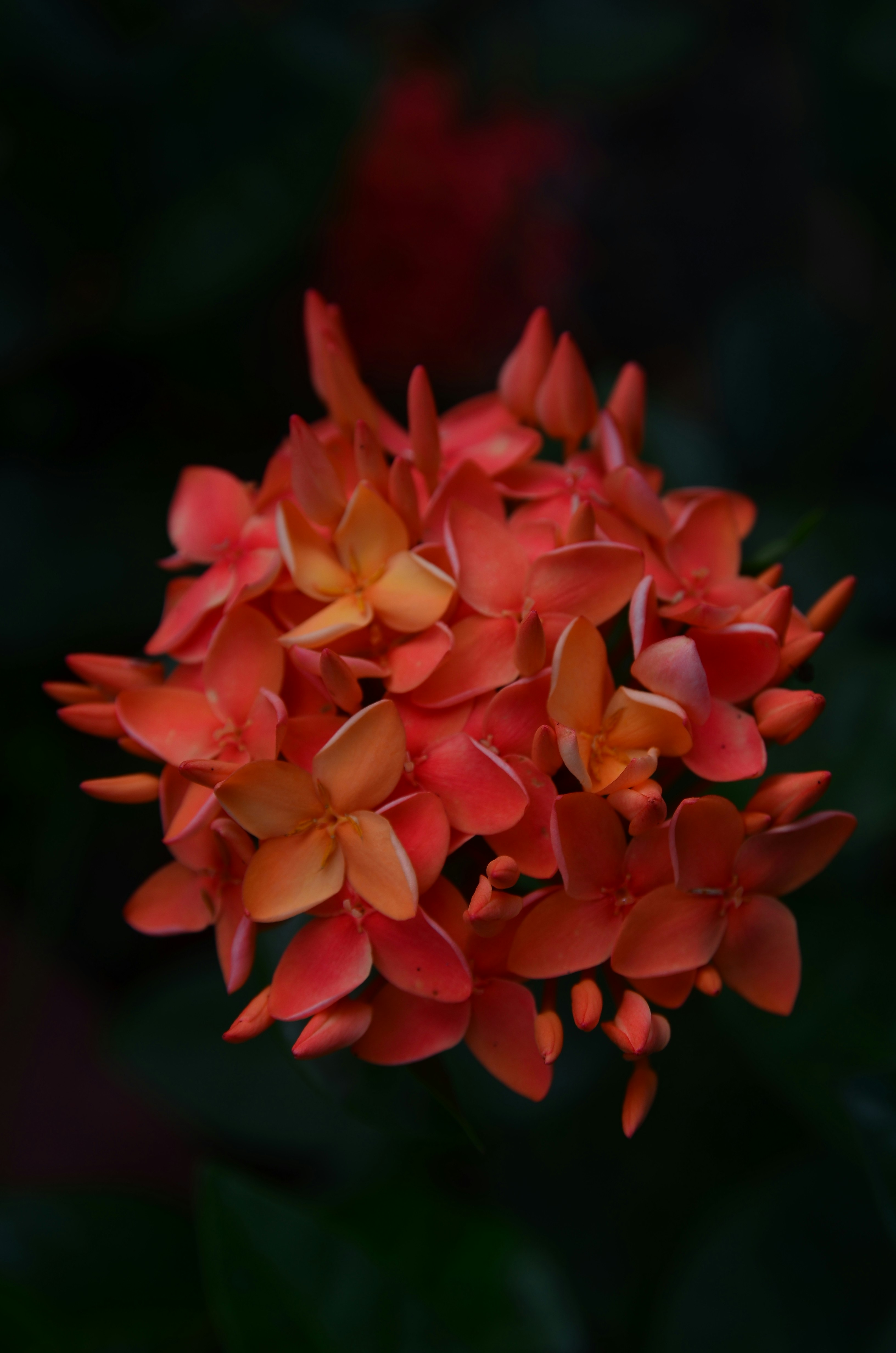 Vibrant cluster of orange and yellow flowers against a dark green backdrop, showcasing intricate petal arrangements. The composition highlights the beauty of nature's palette.