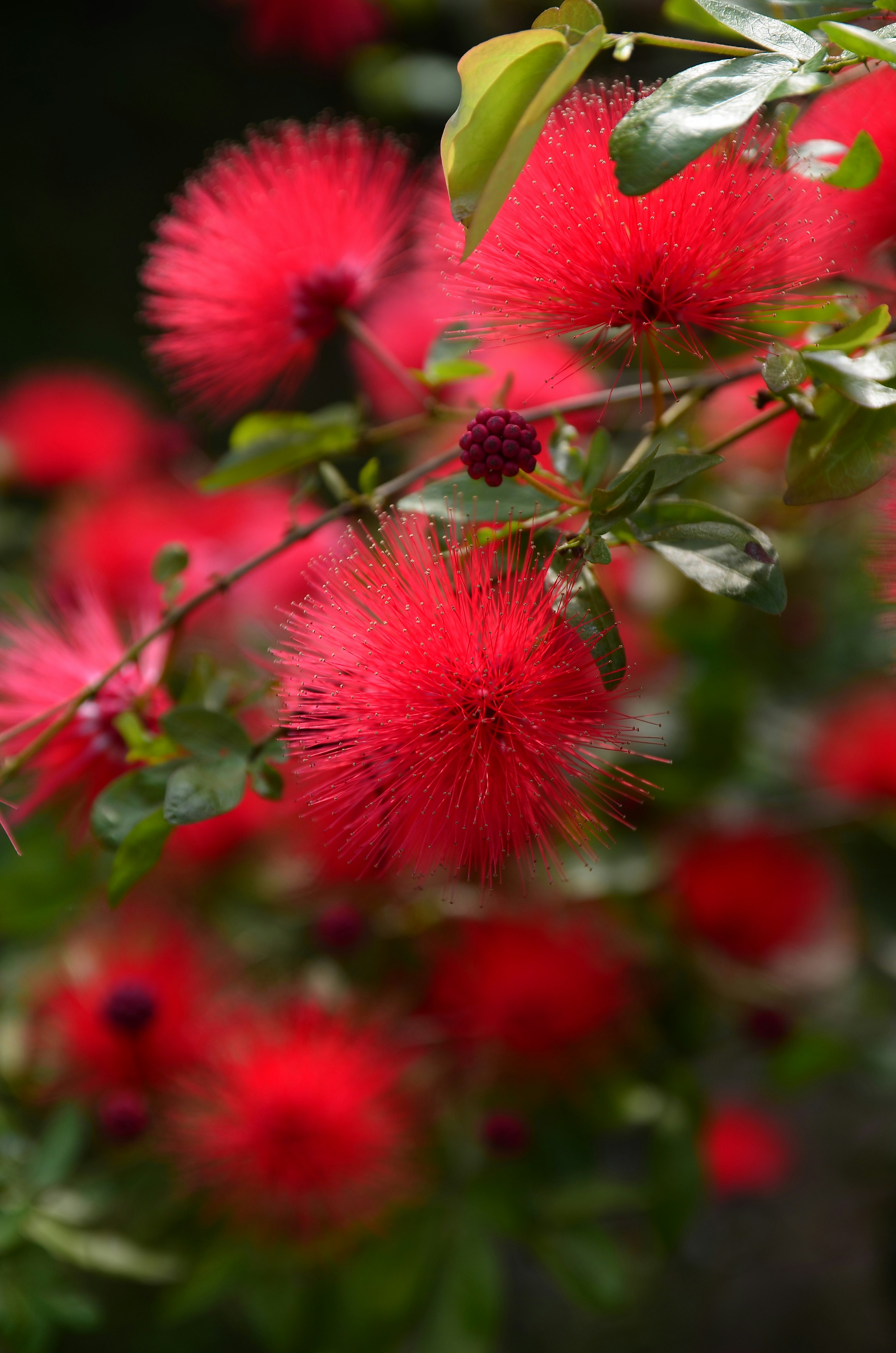 Crimson Fireworks: A Close-Up of Calliandra in Dreamy Focus