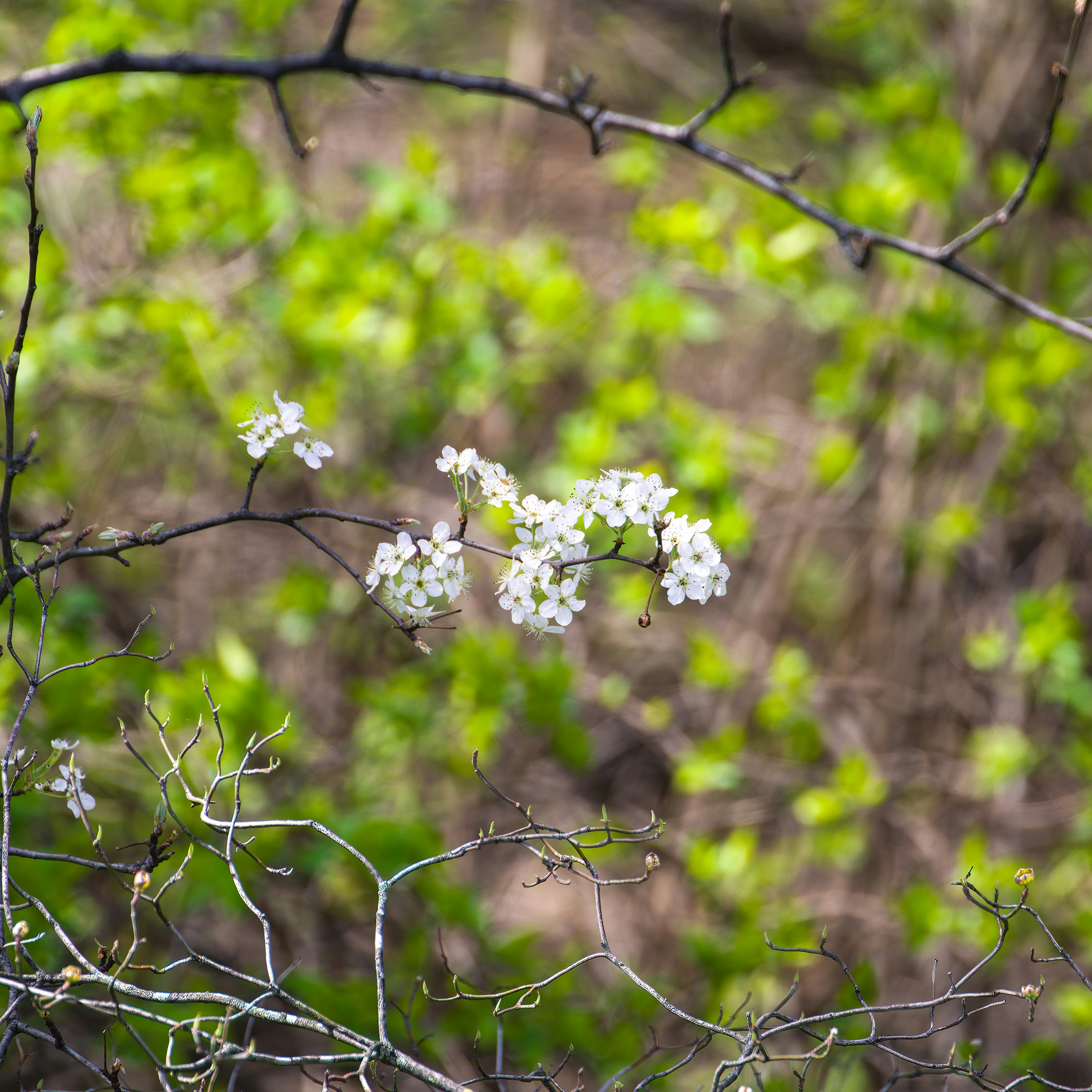 Whispering White Blossoms on a Thorned Branch