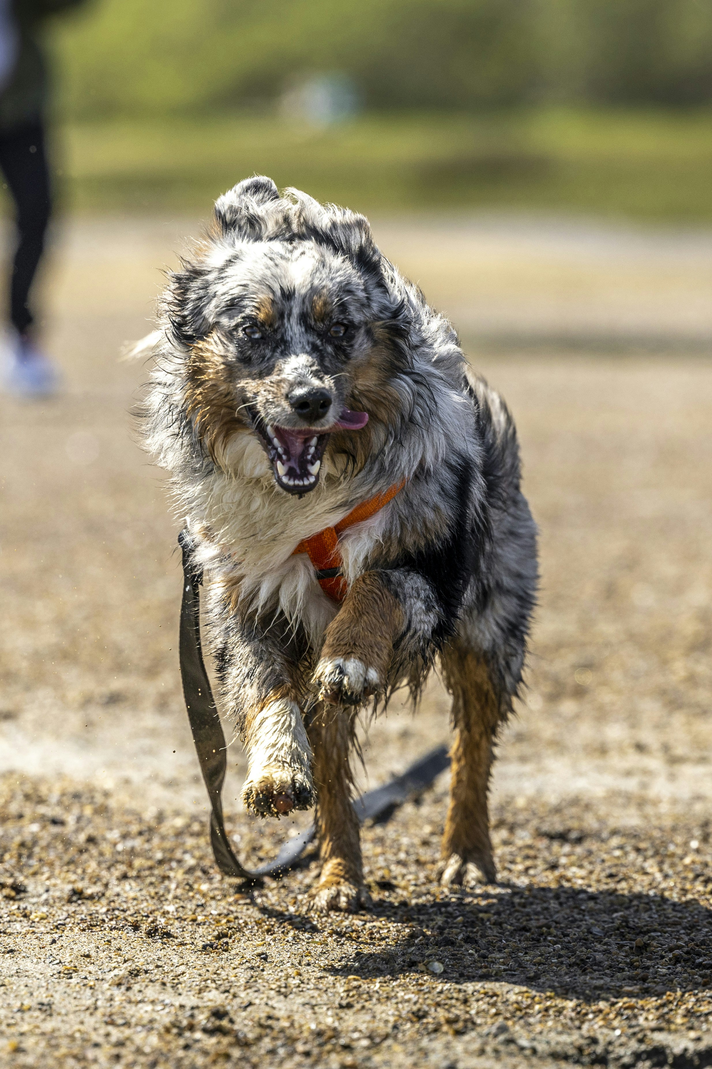 Mud-Splashed Retriever Sprinting Toward the Lens