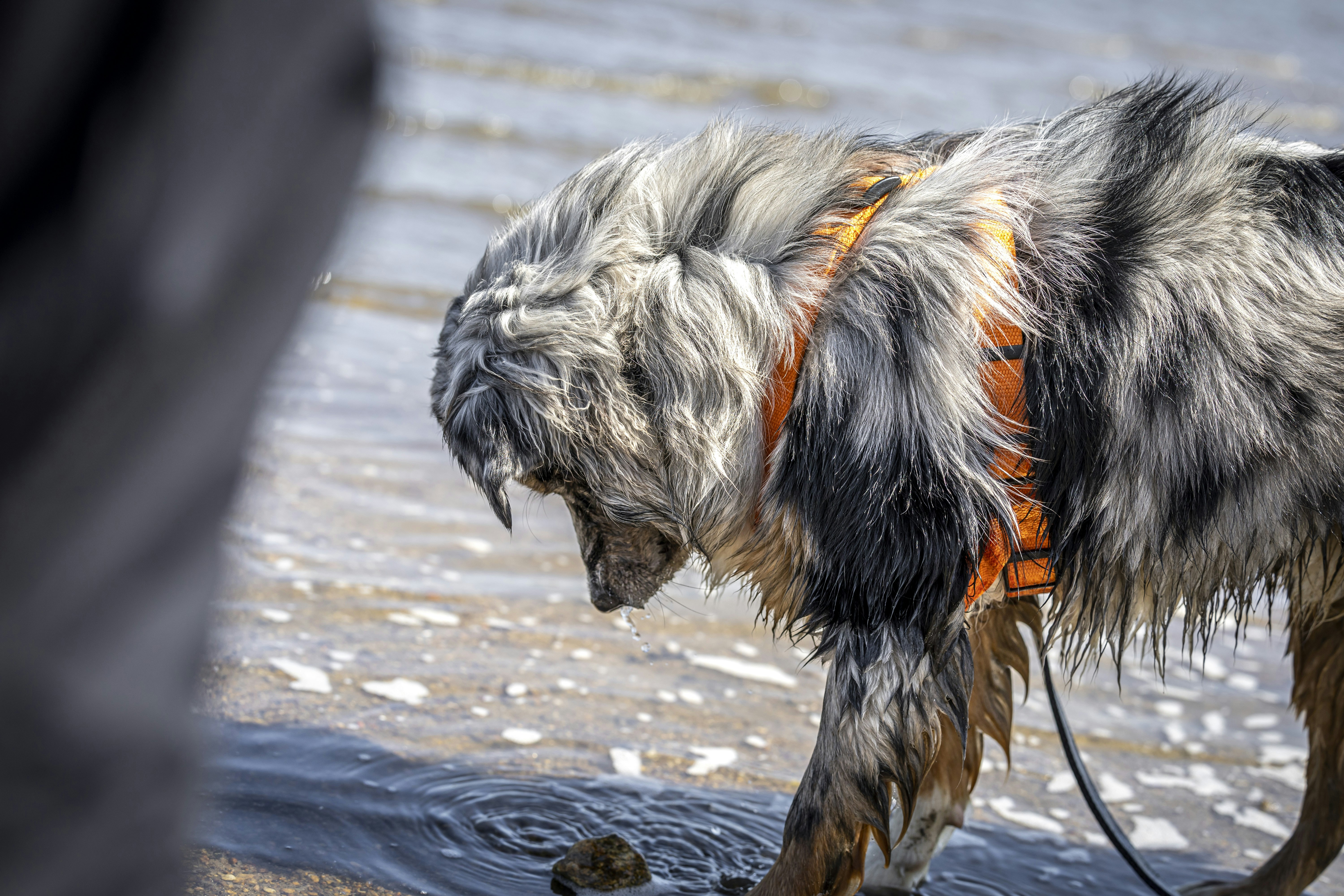 Soaked Explorer: A Wet-Haired Moment by the Shore