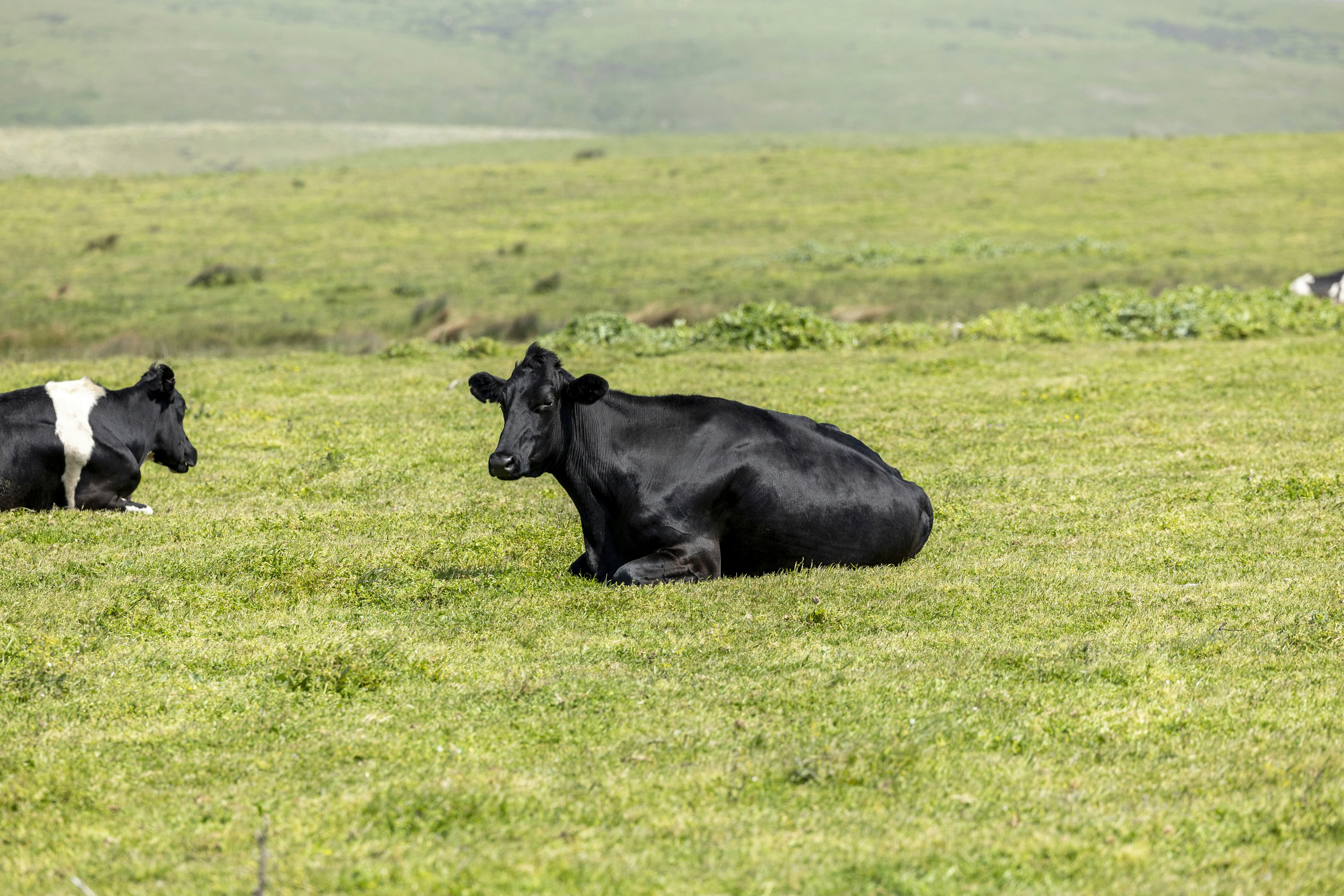 A couple of black cows laying on top of a lush green field photo – Free ...