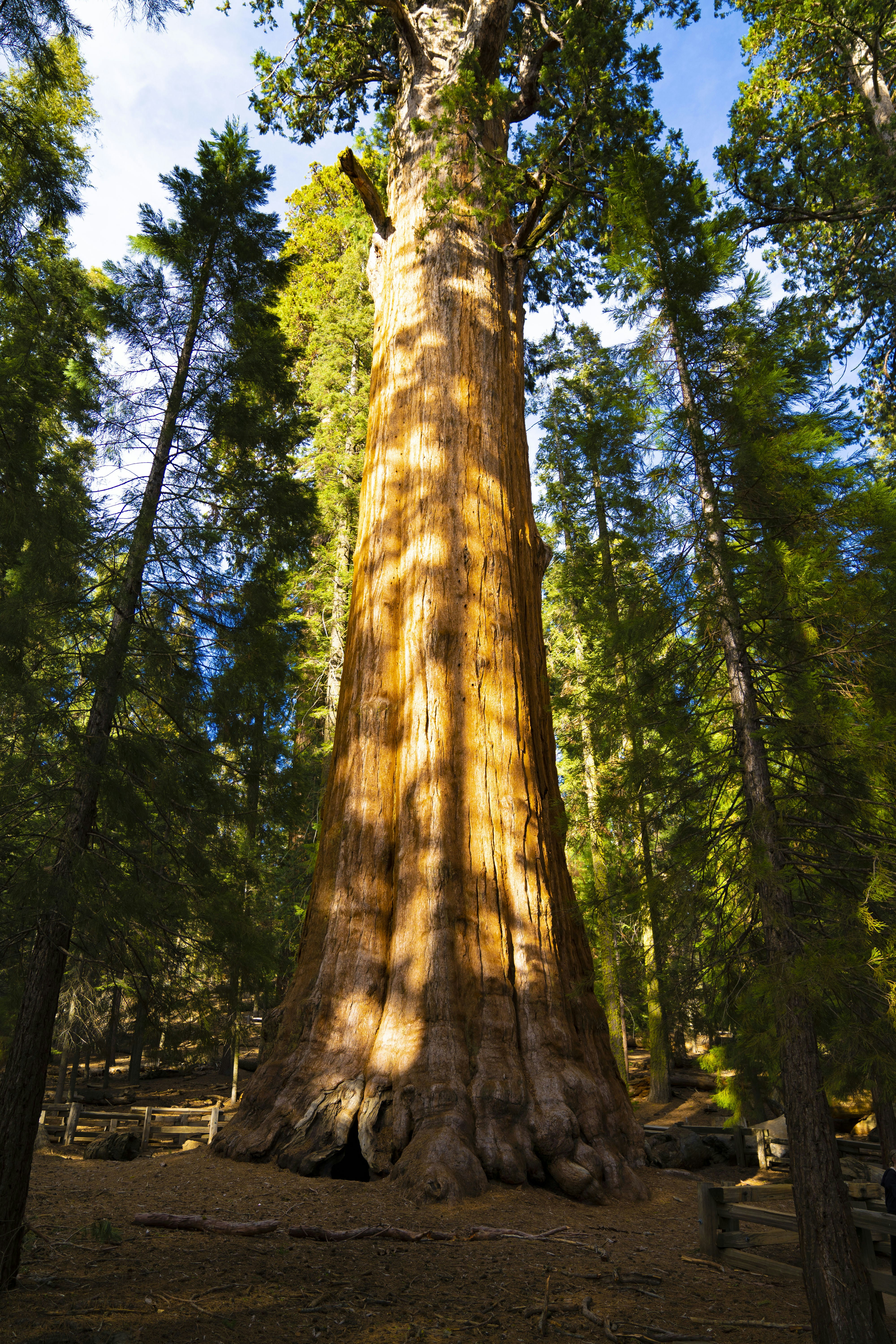 A large tree in the middle of a forest photo – Free Tree Image on Unsplash