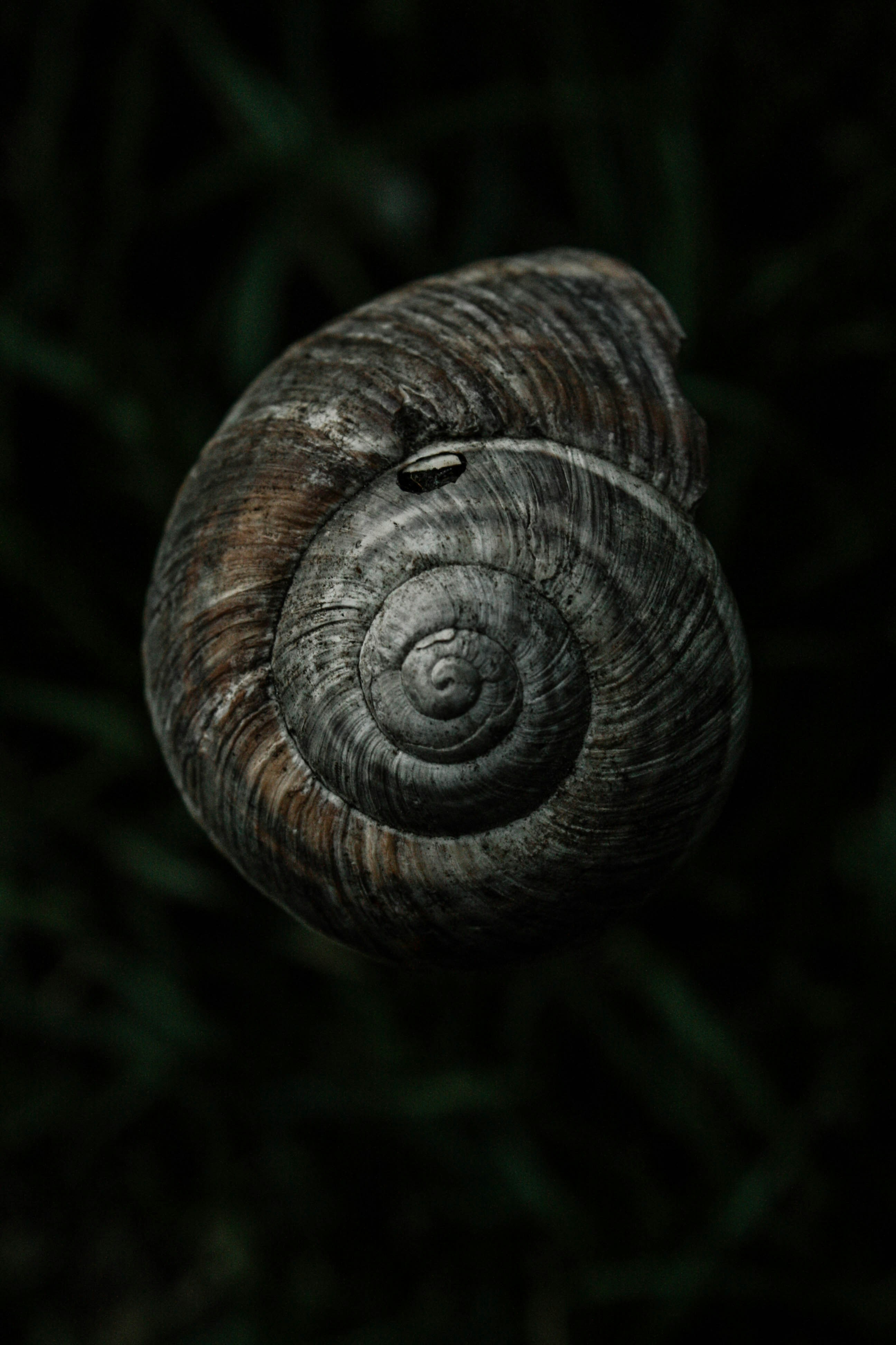 A close up view of a snail's shell photo – Free Grey Image on Unsplash