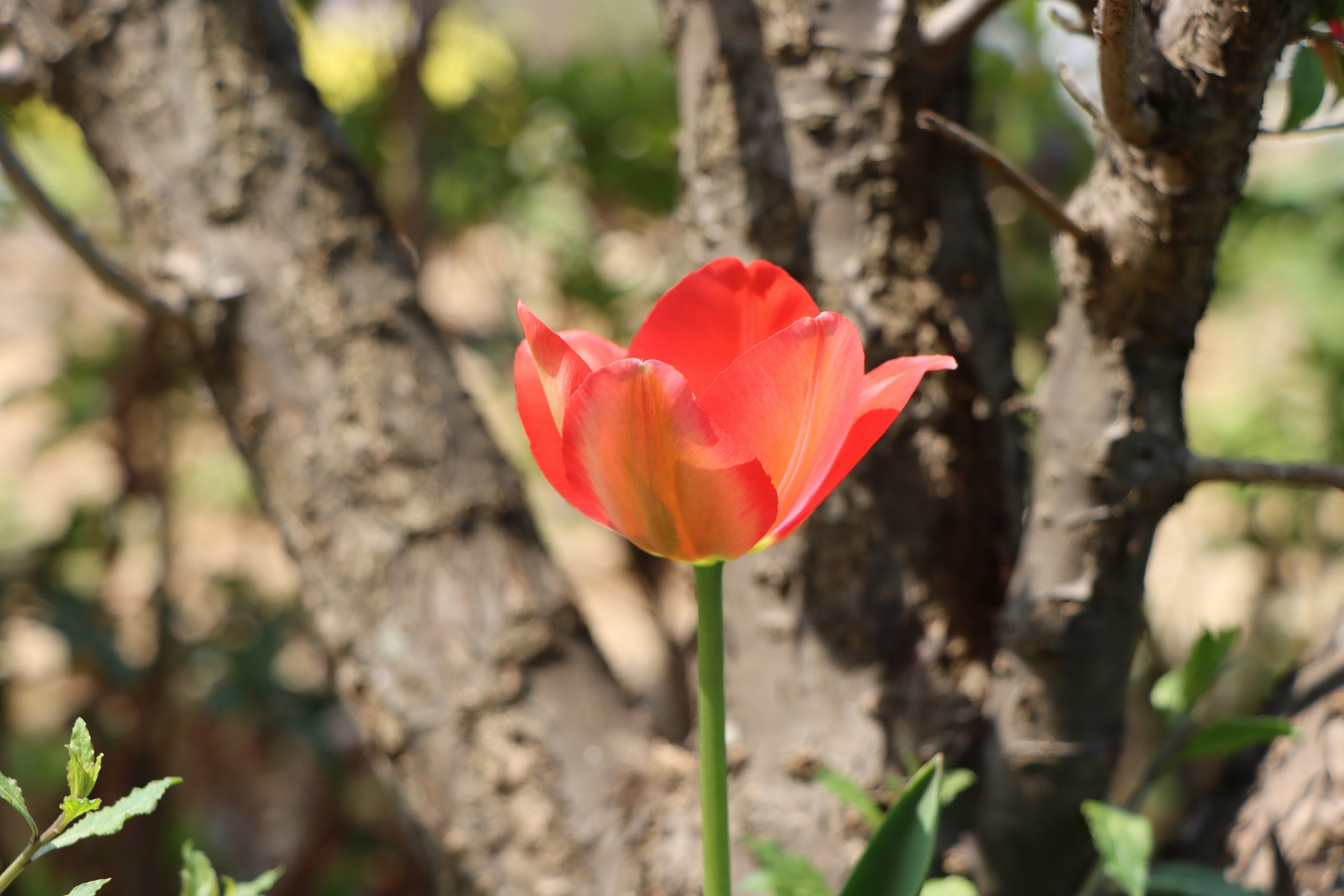 Looking at a red tulip.  Flower language for red tulips is 'love confession.'