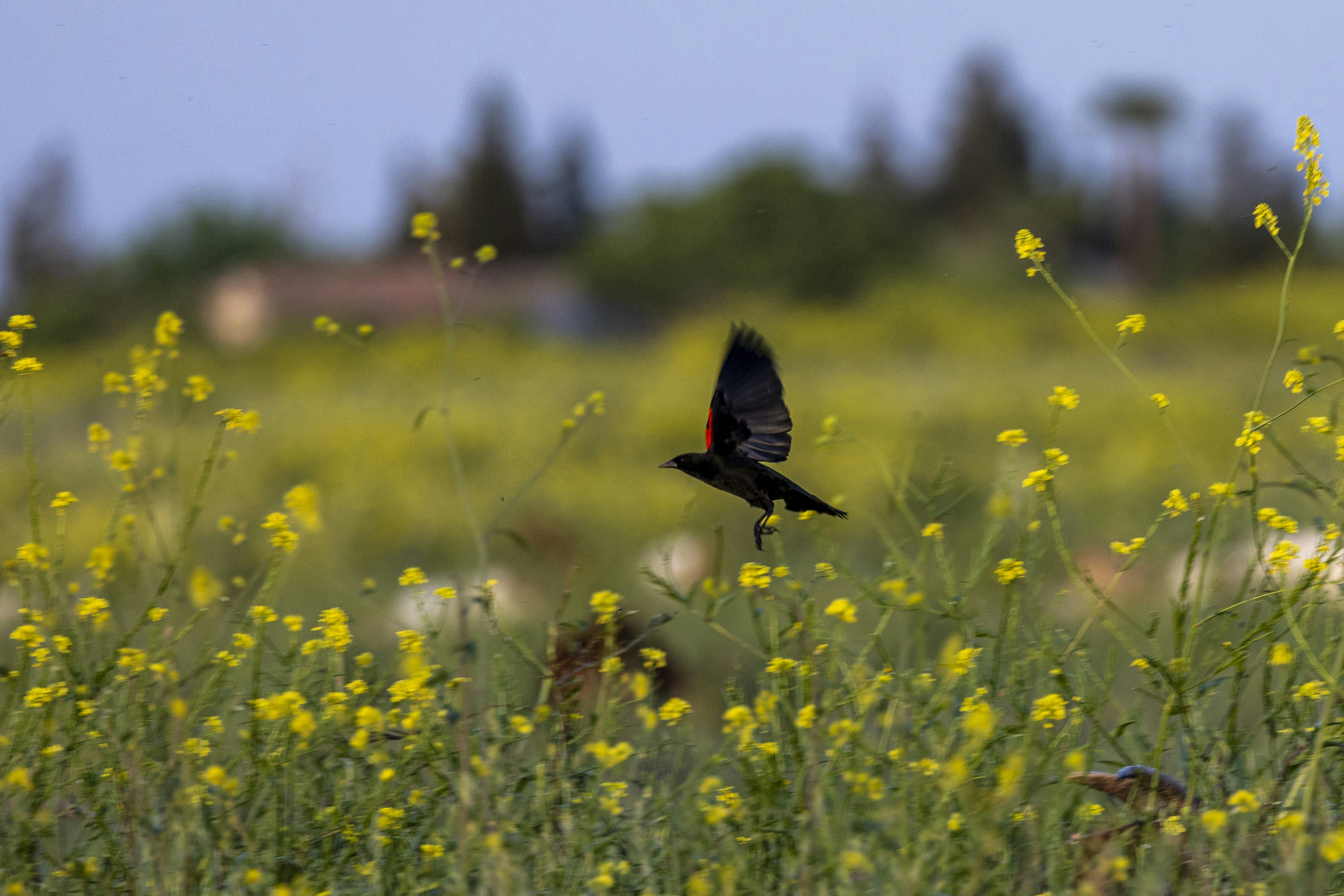 A Springer in a Golden Meadow: Bird mid-drift above mustard blooms