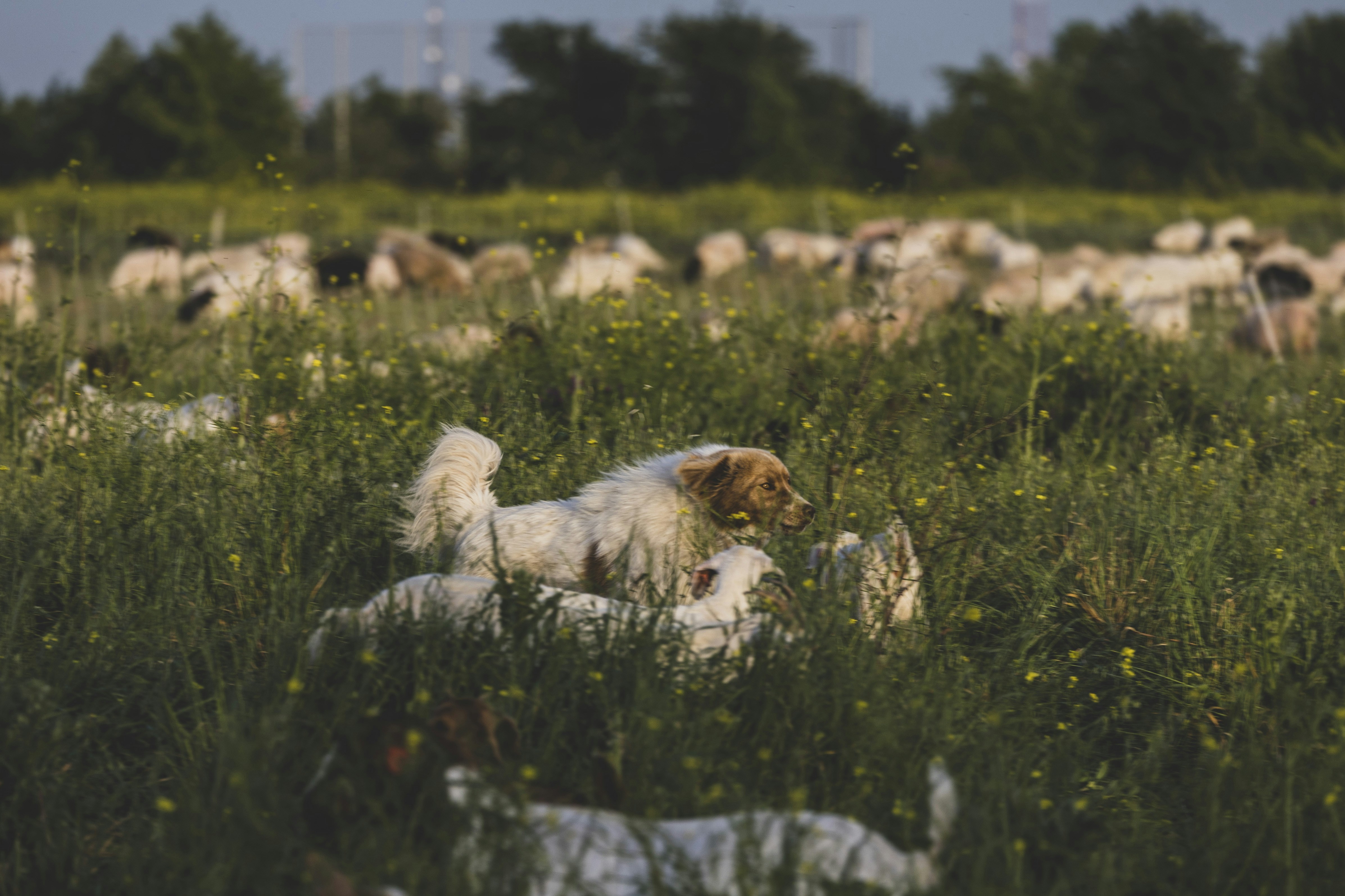 Pasture Chorus: A Herd of Sheep Resting in Sunlit Wildflowers