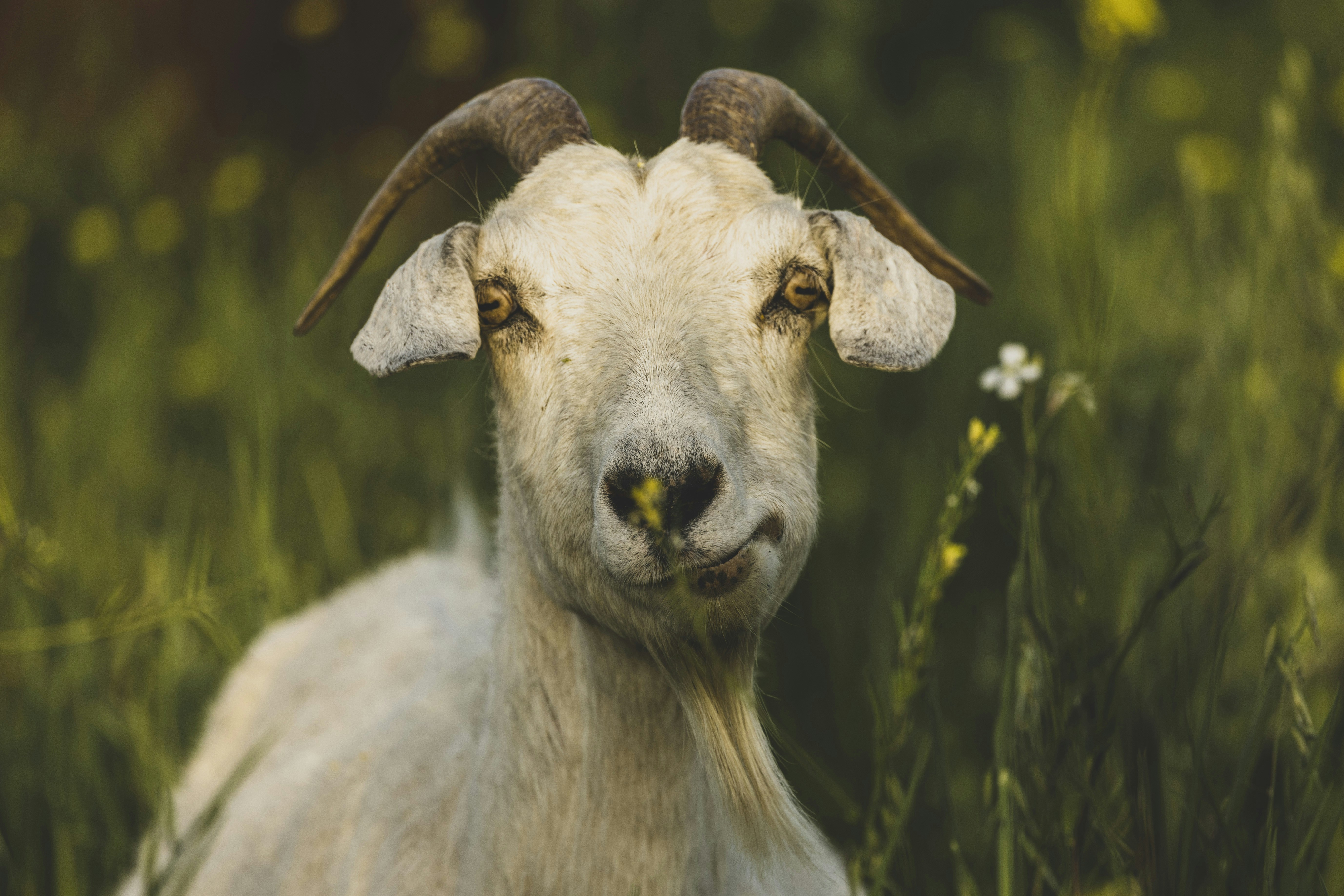A close up of a goat in a field of grass photo – Free Goats Image on ...
