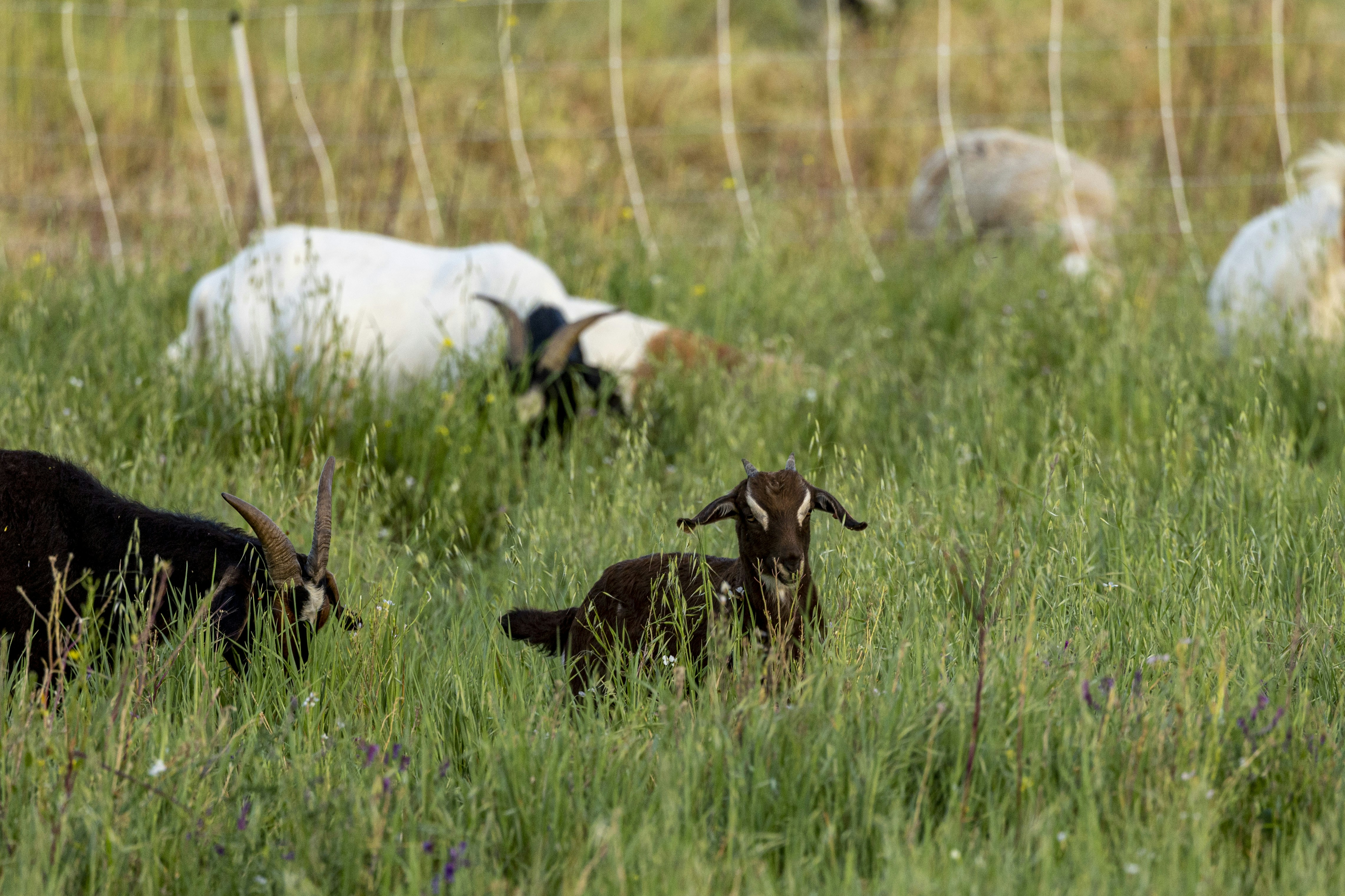 Foto Un rebaño de cabras pastando en un exuberante campo verde – Imagen ...