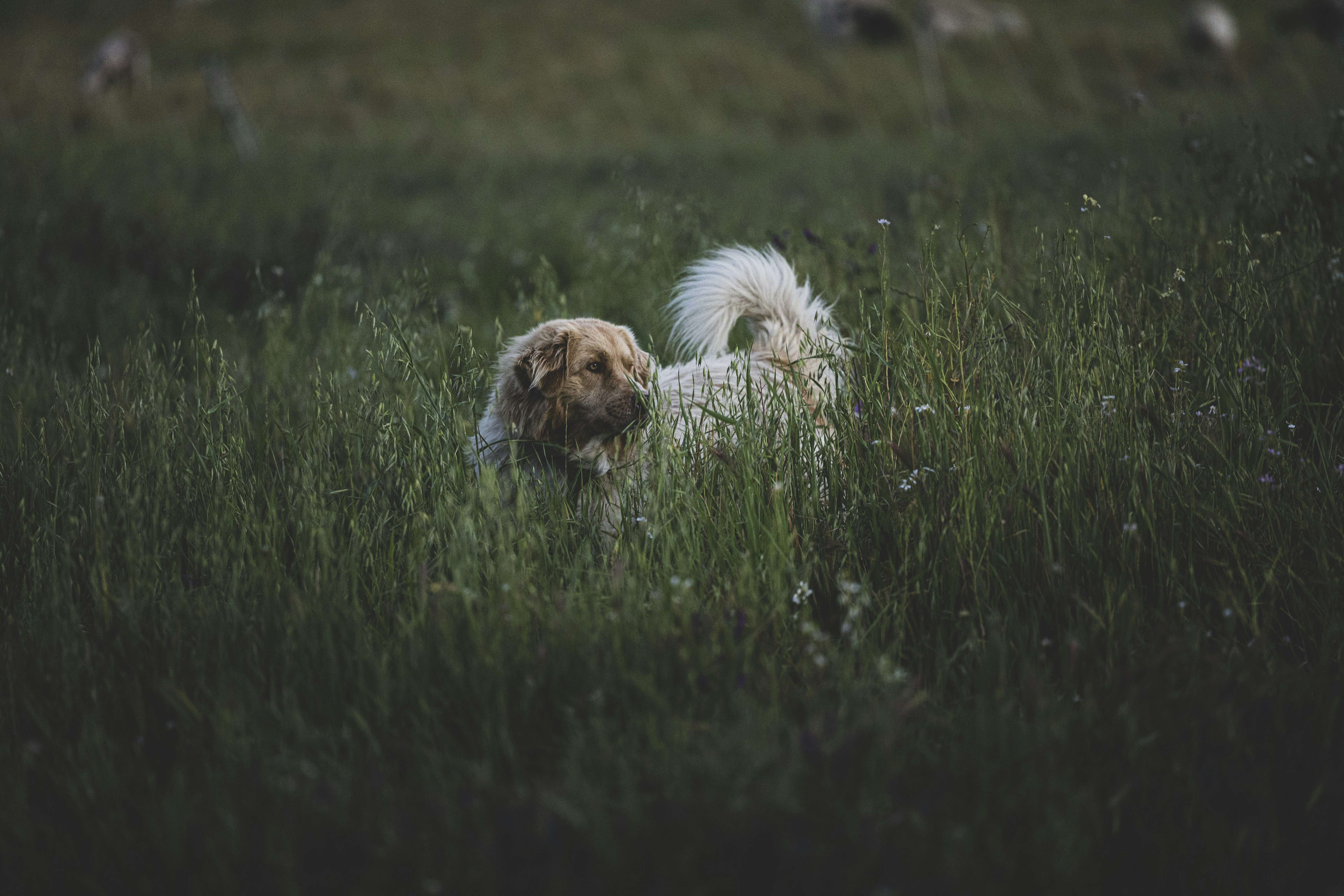 Golden retriever standing amidst tall grass in a serene landscape, exuding a sense of tranquility and connection with nature.