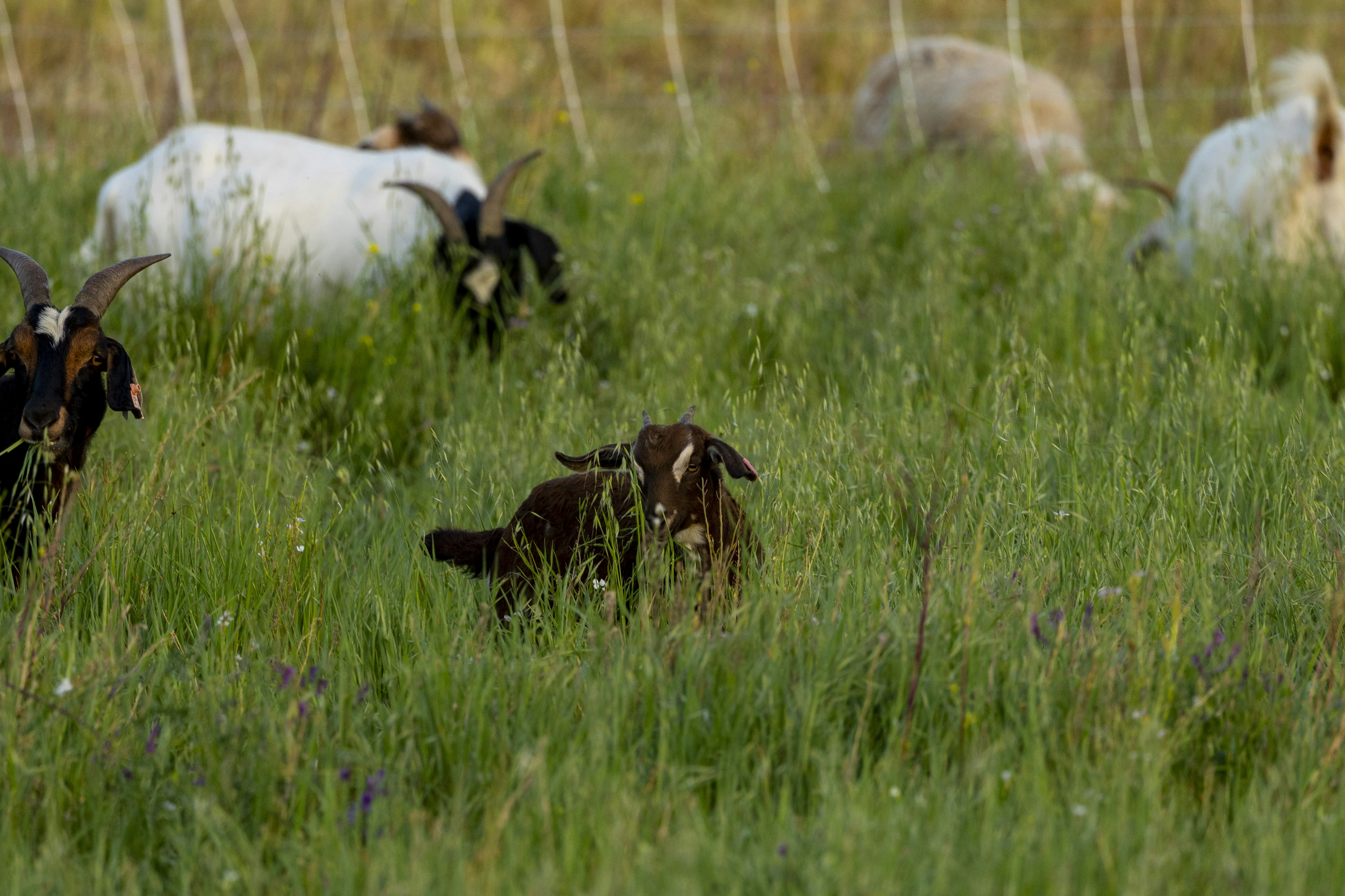 Foto Un rebaño de cabras pastando en un exuberante campo verde – Imagen ...