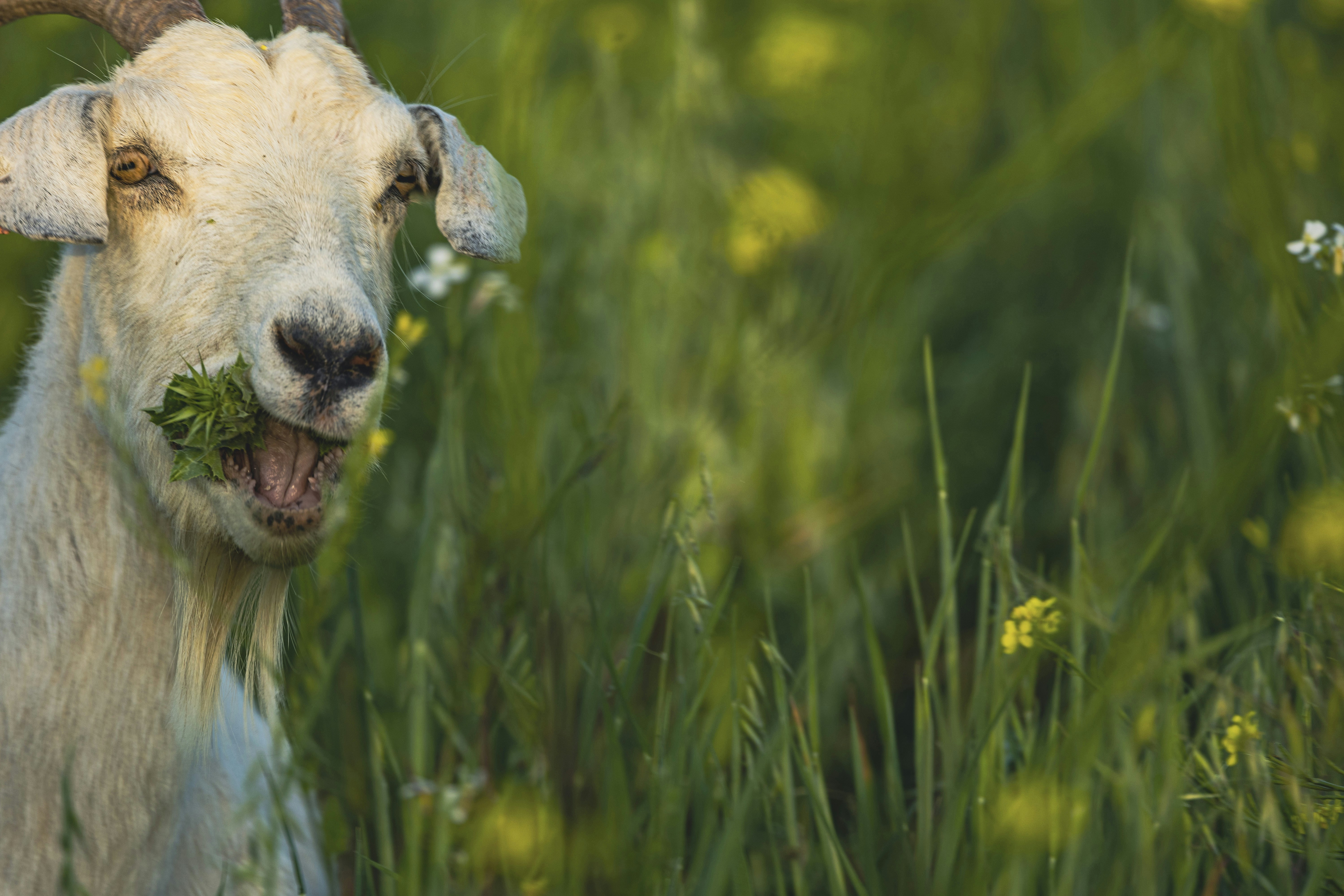 Une chèvre avec un bouquet d’herbe dans la bouche photo – Photo Vert ...