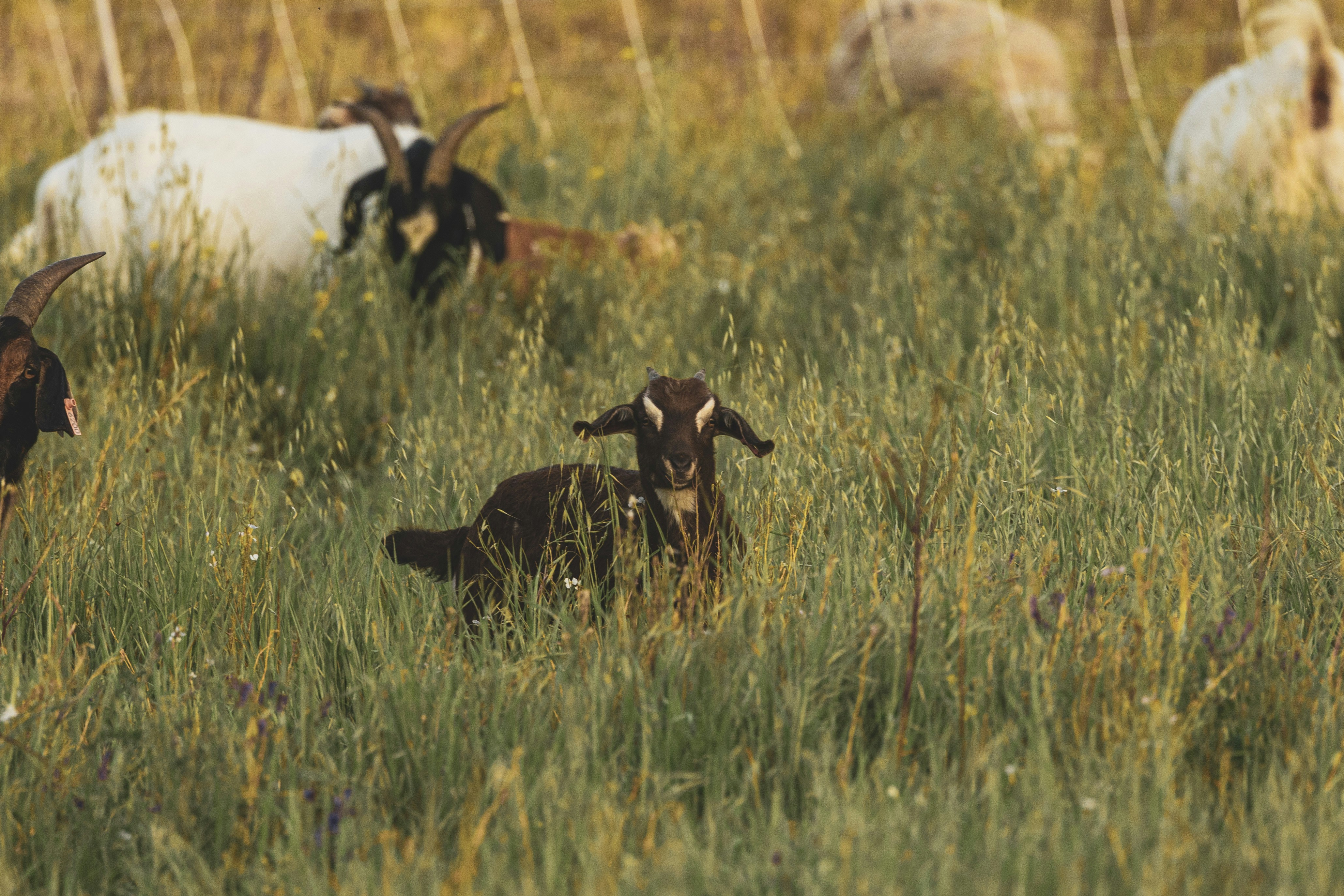 Foto Un rebaño de cabras pastando en un exuberante campo verde – Imagen ...