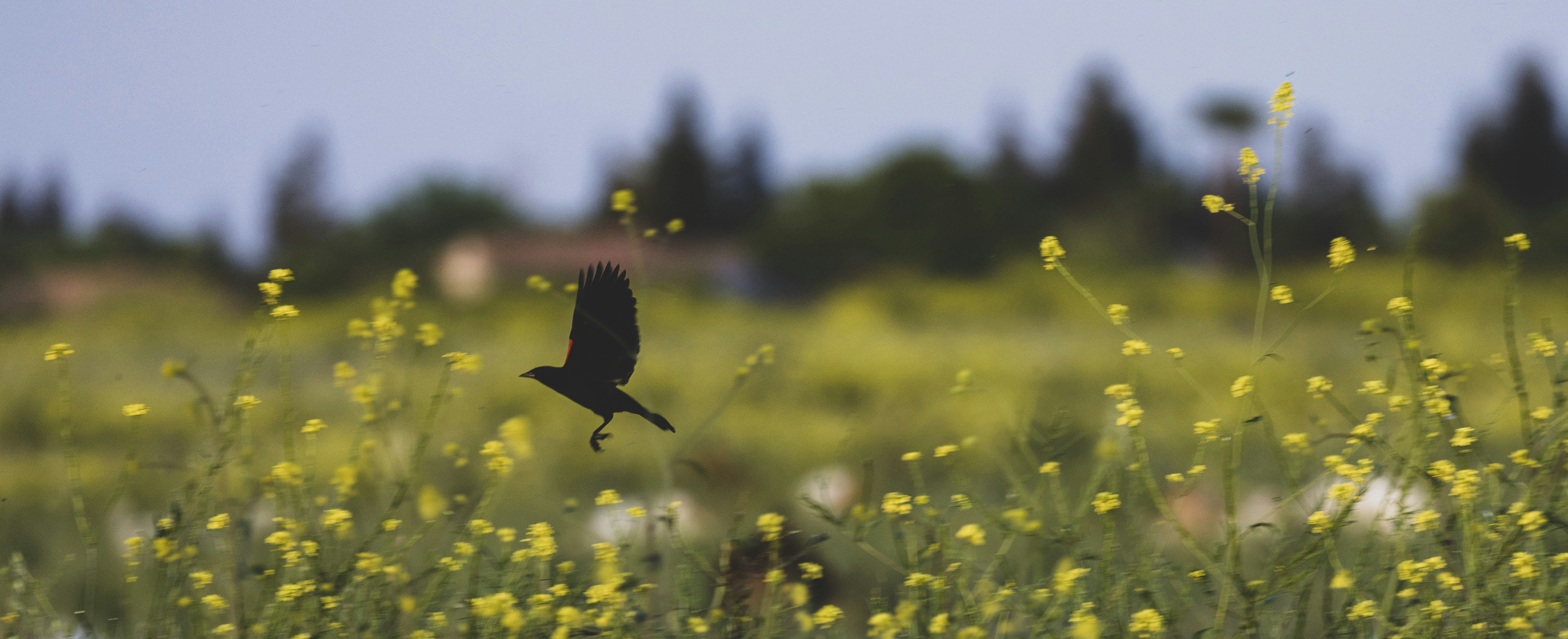 Winged silhouette over a sea of yellow wildflowers