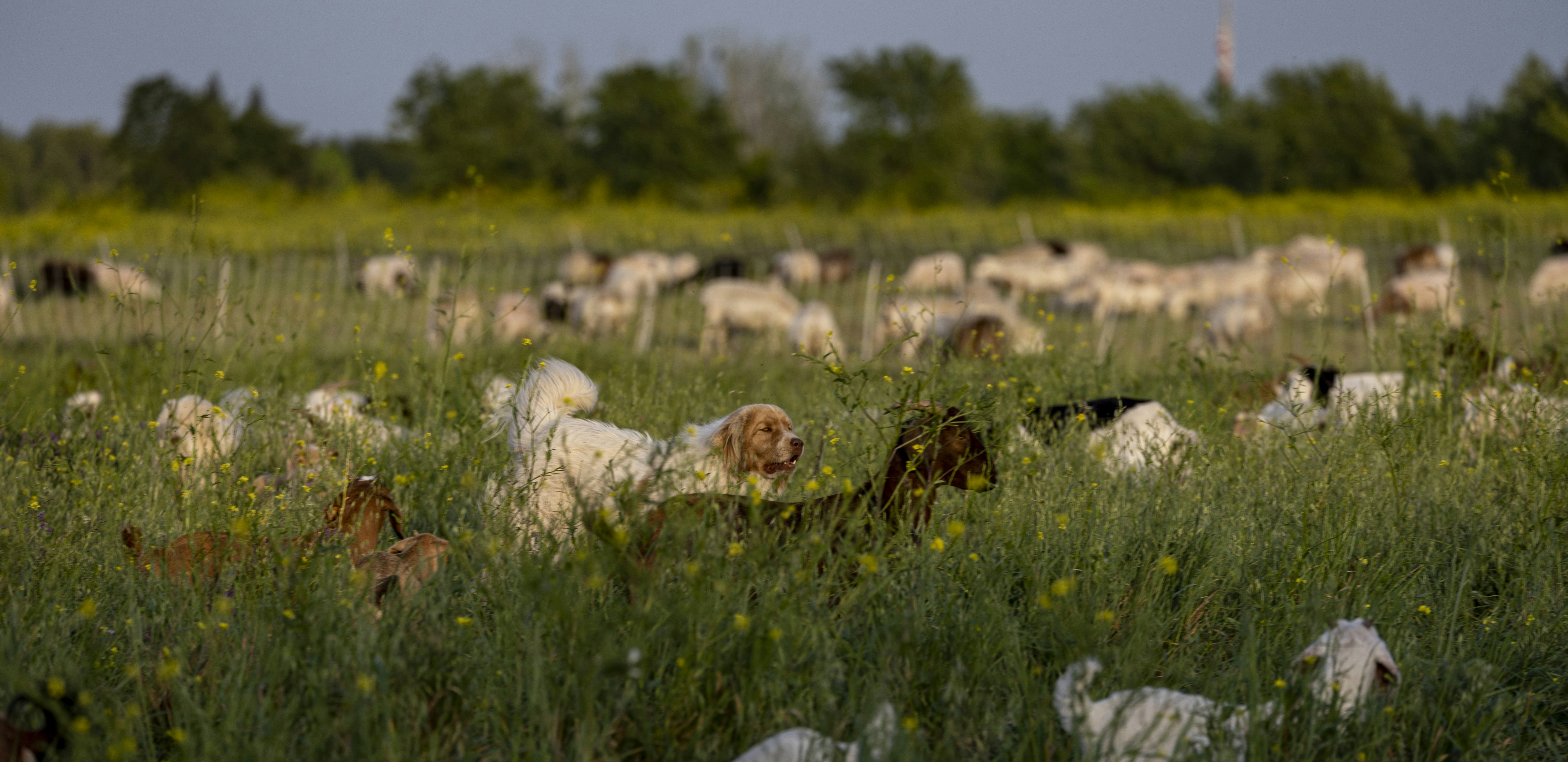 Foto Un rebaño de cabras pastando en un exuberante campo verde – Imagen ...