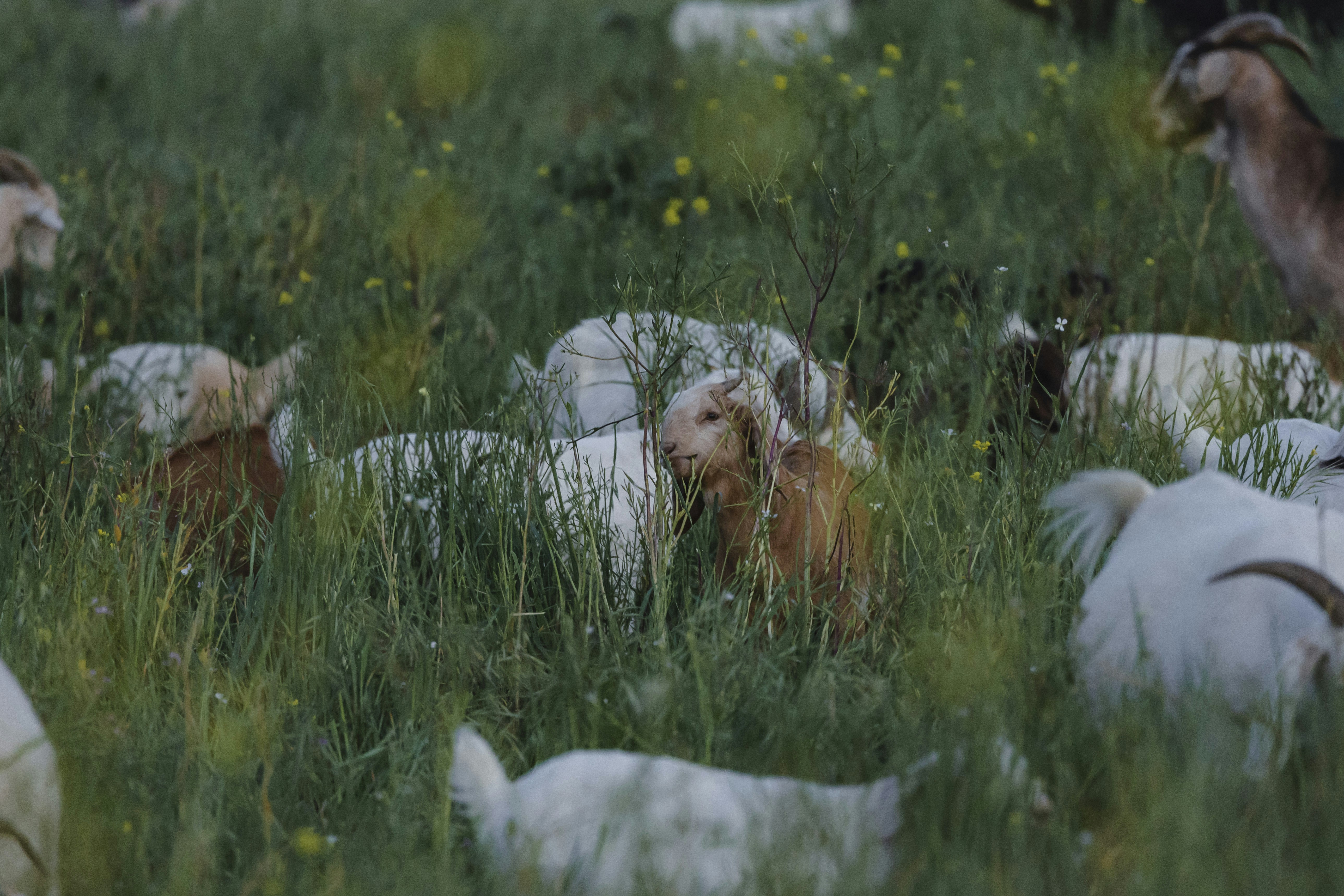 Un rebaño de cabras pastando en un exuberante campo verde foto – Imagen ...