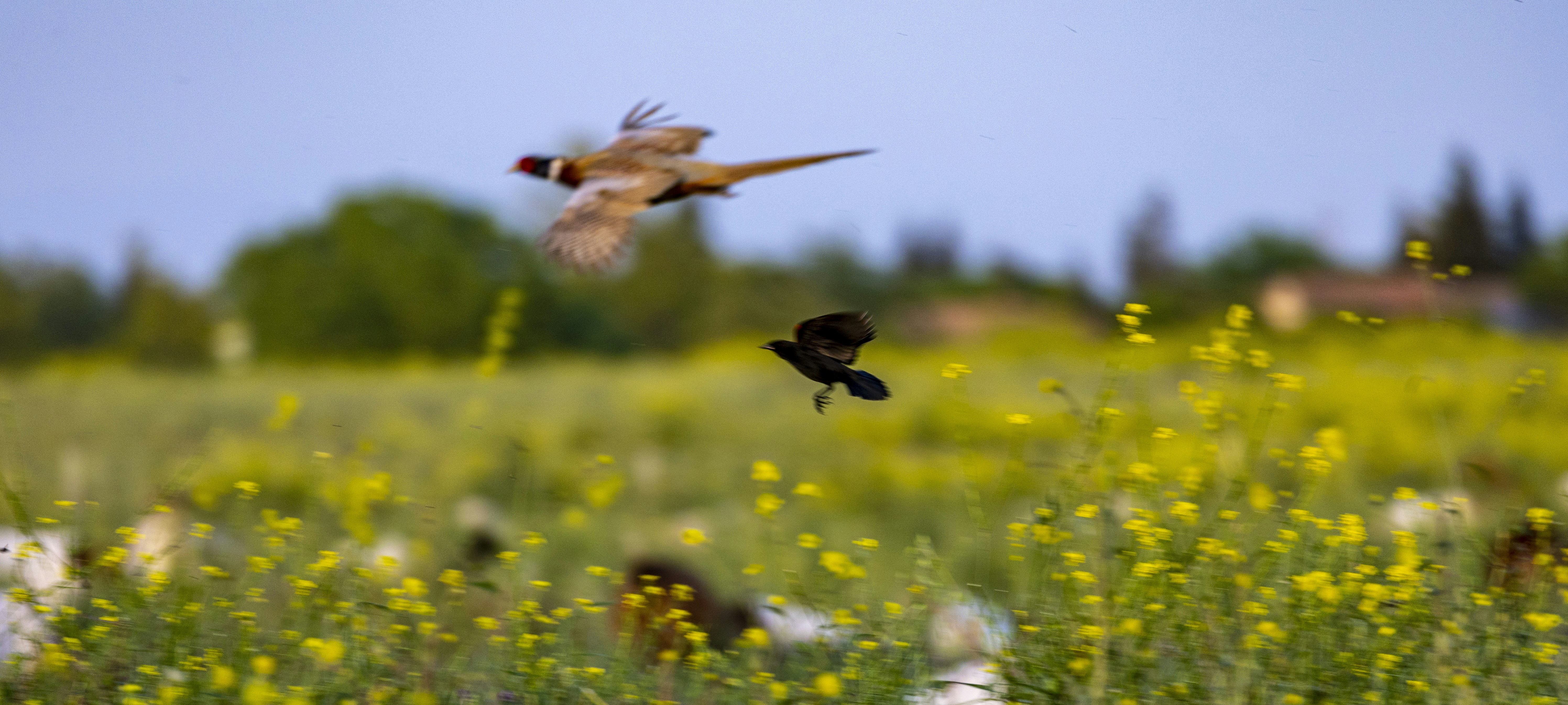 a couple of birds flying over a lush green field