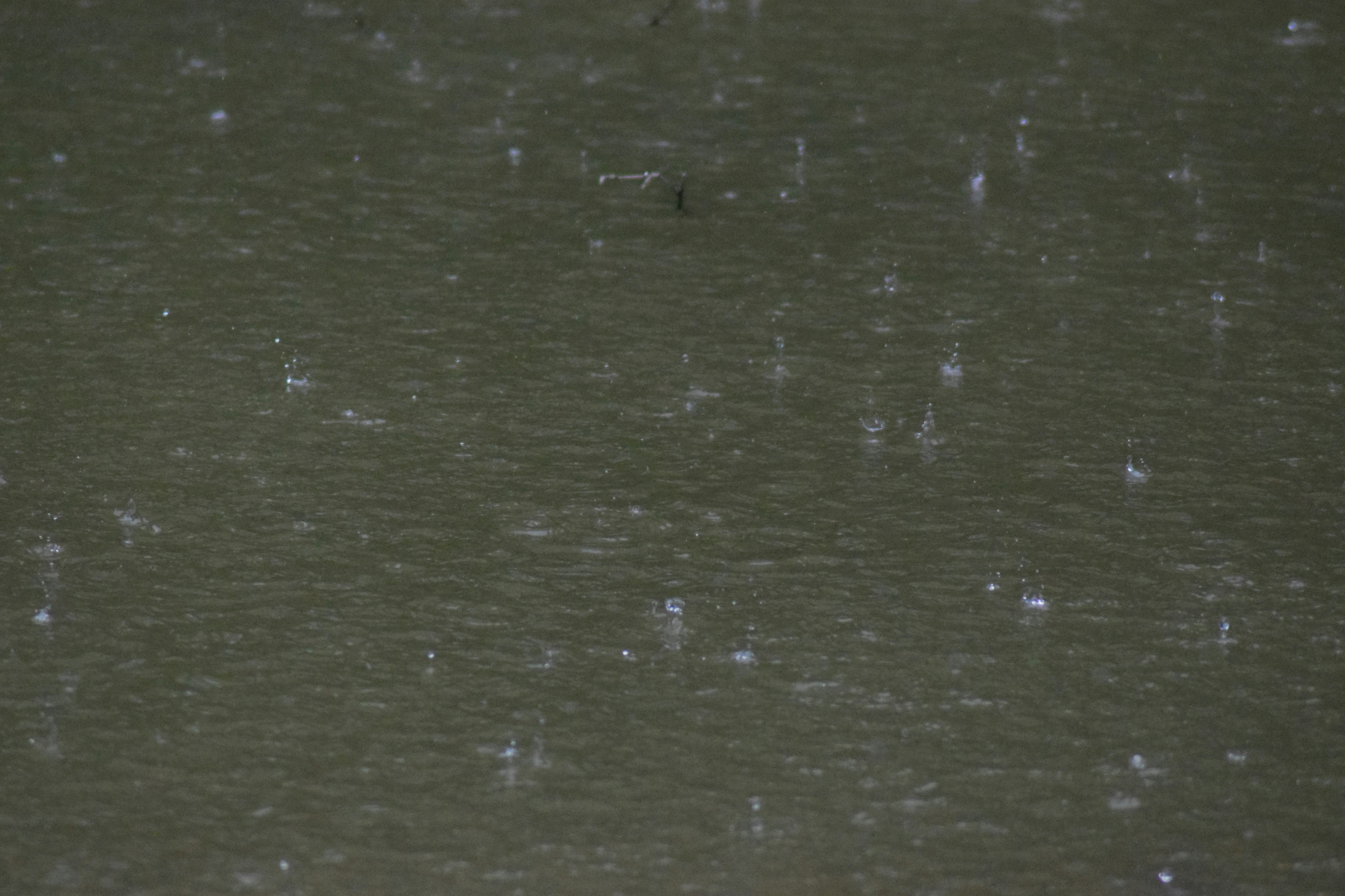 a bird is standing in the middle of the water