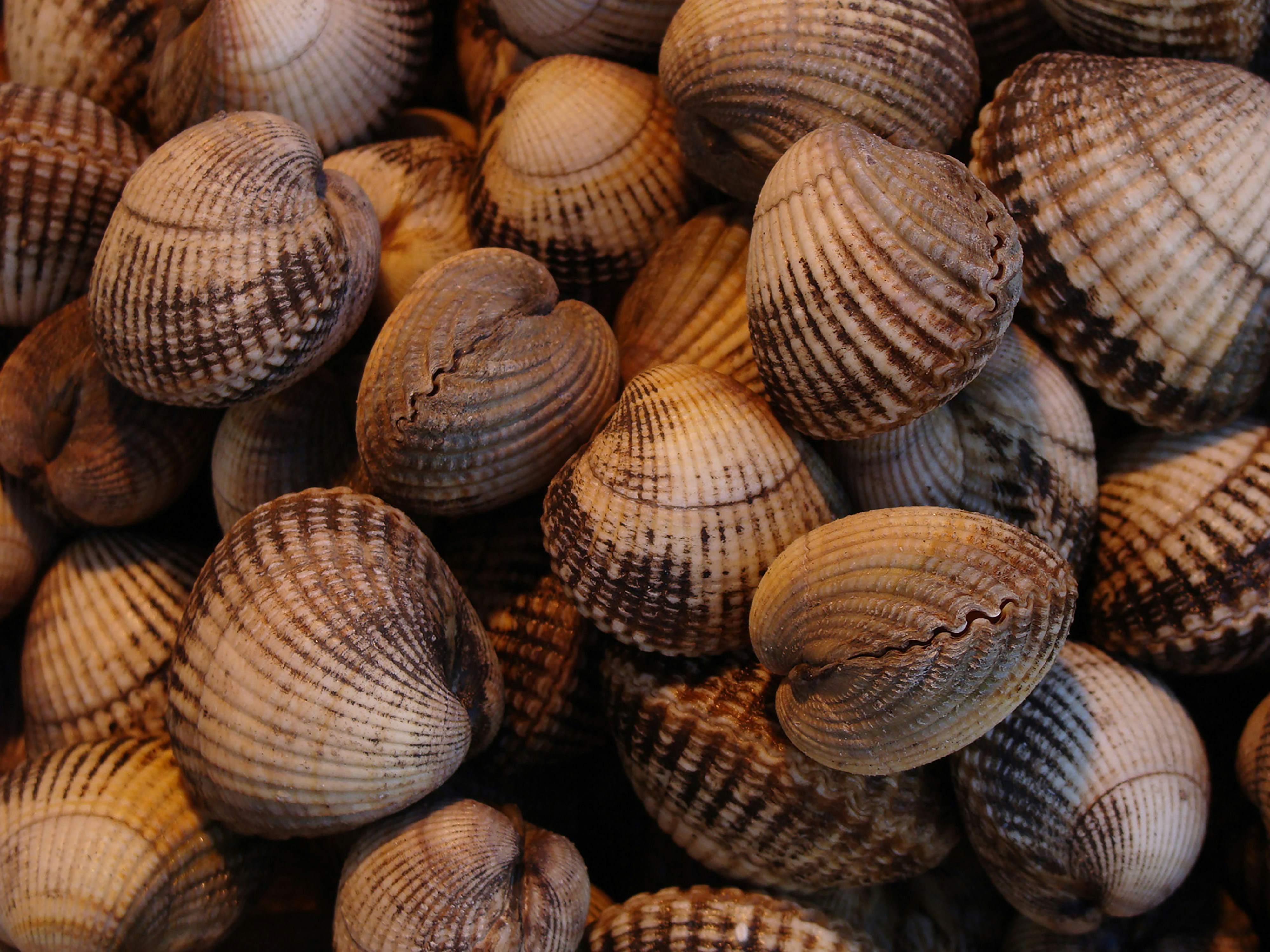 A pile of seashells sitting on top of each other photo – Free Paris ...