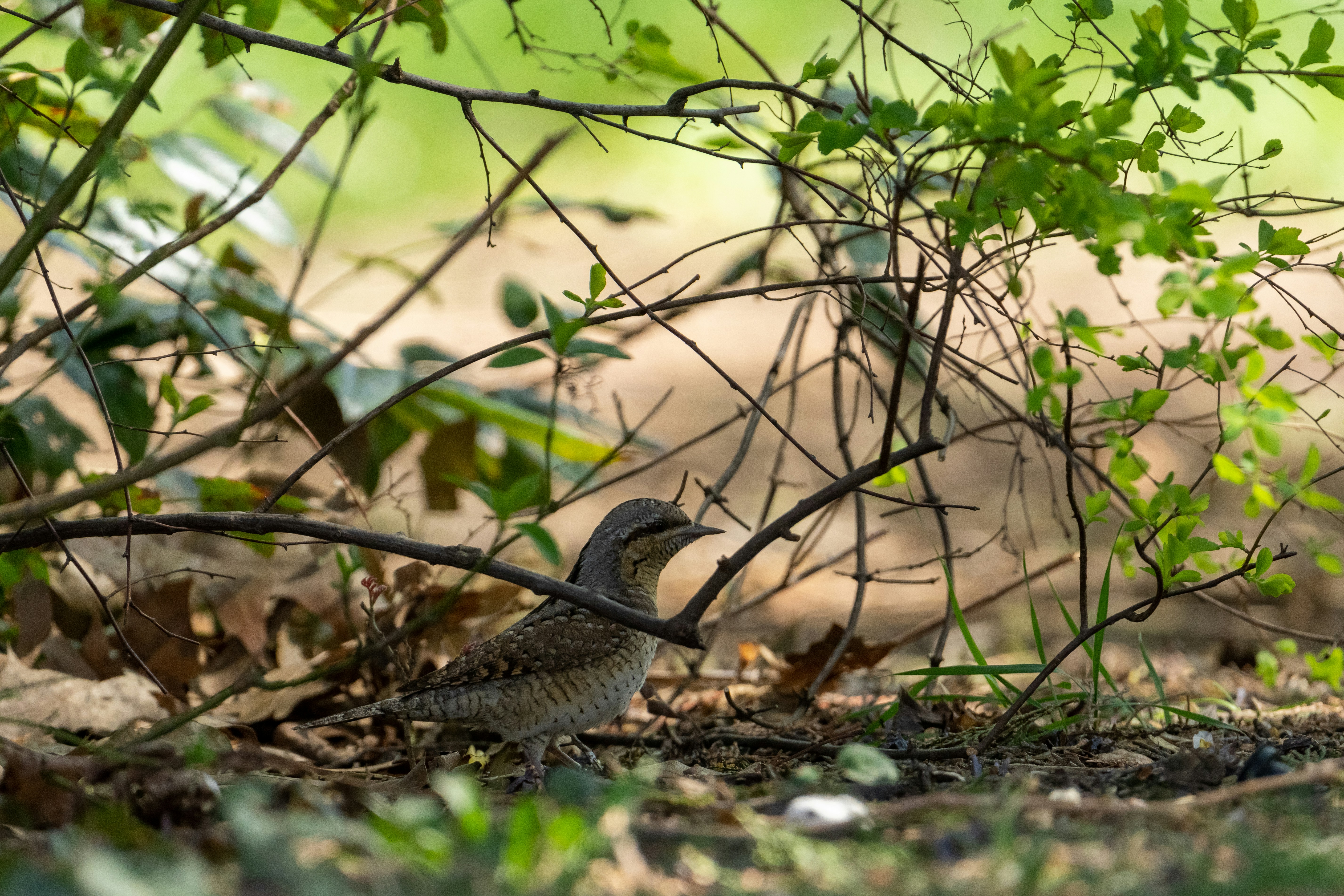 Hidden Ground-Forager: A Wren Emerges from the Underbrush