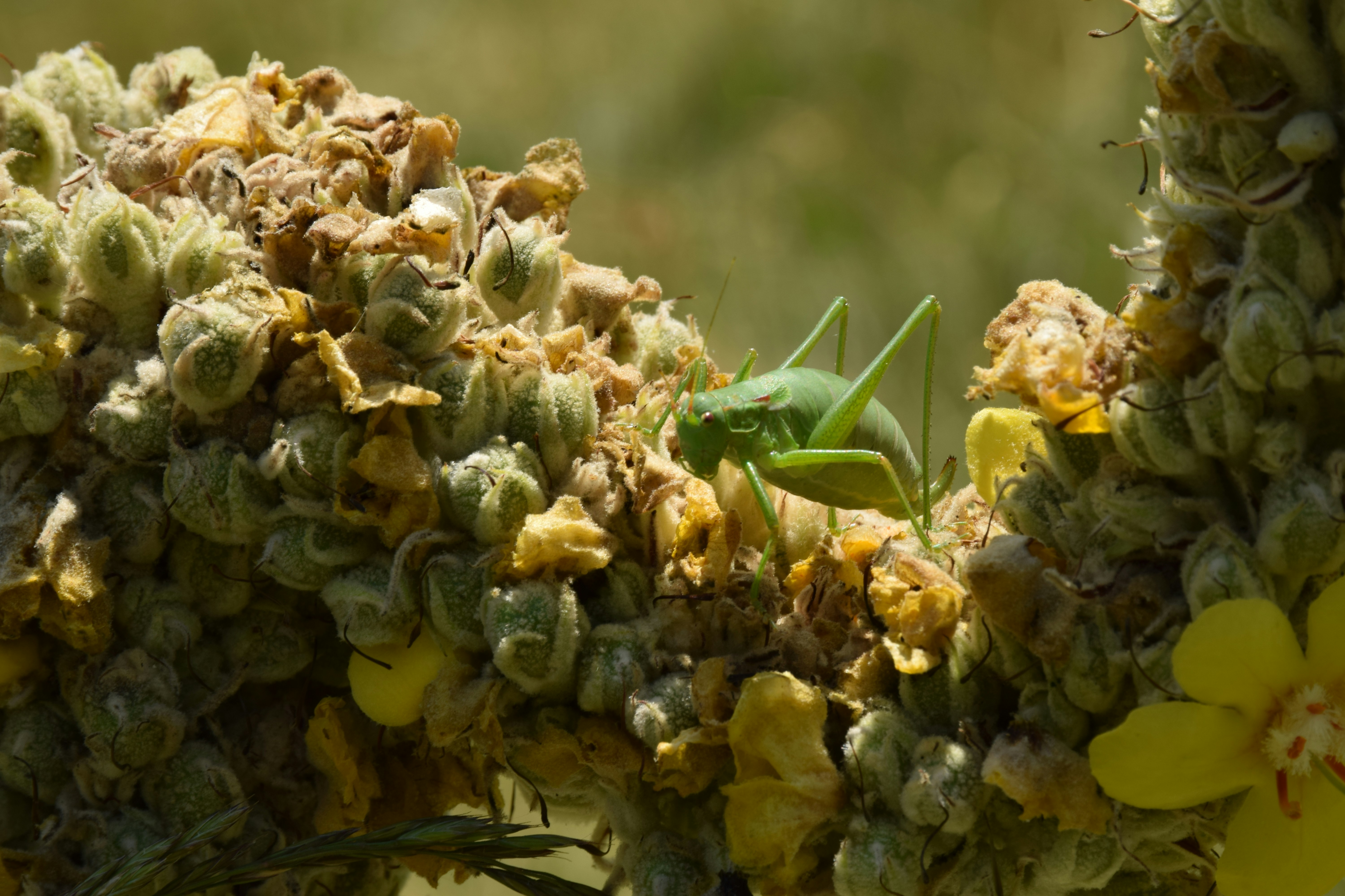A vibrant green grasshopper camouflaged among yellow and brown flowers in a sunlit meadow.
