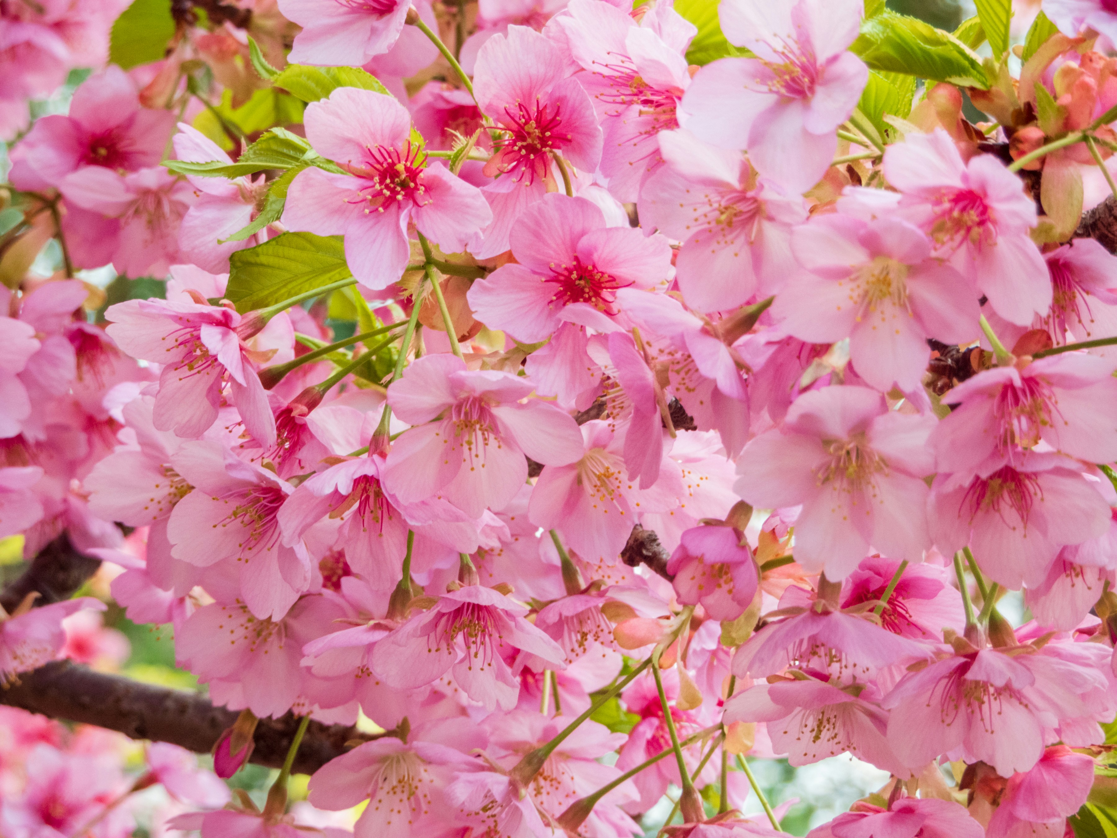 Pink flowers are blooming on a tree branch photo – Free Japan Image on ...