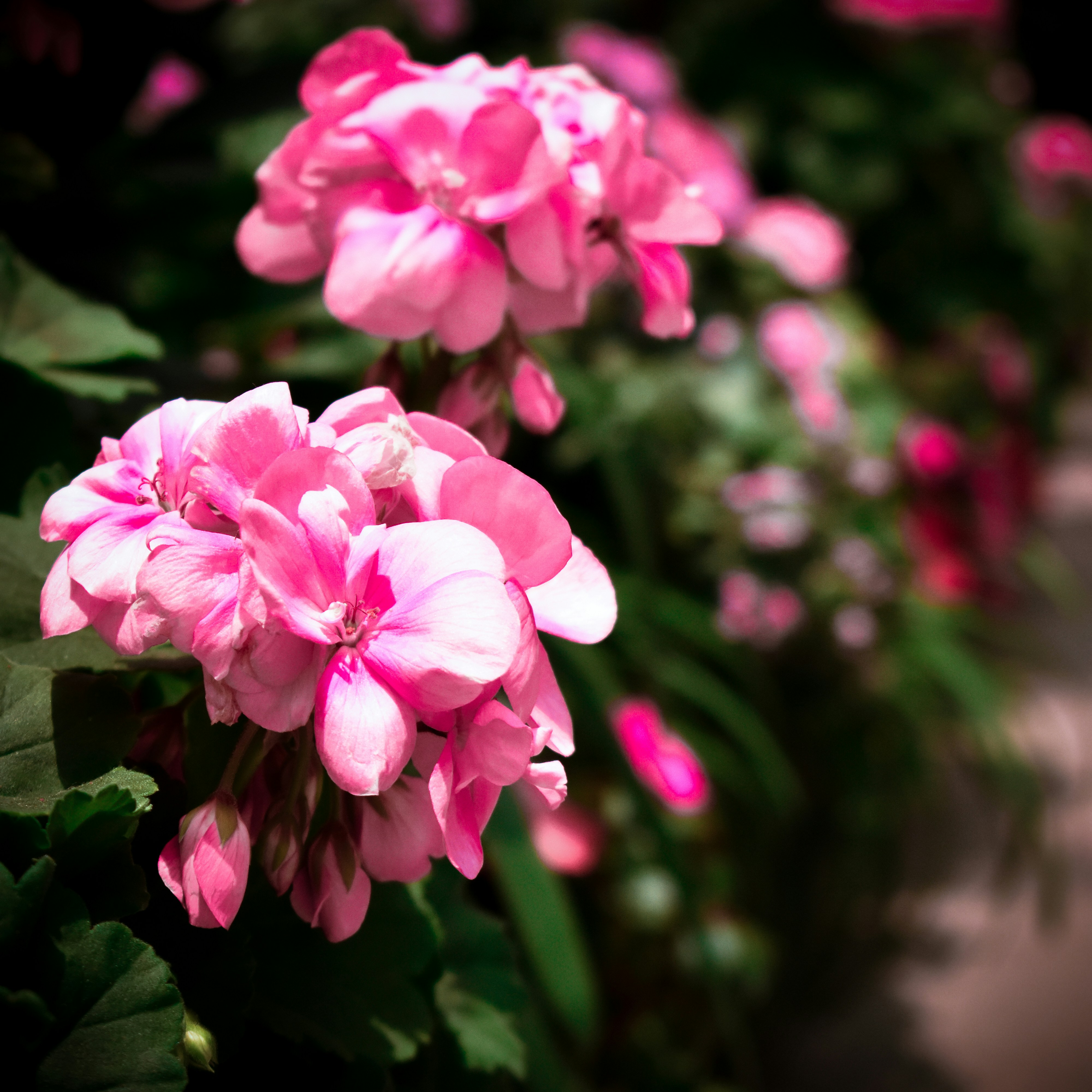 Petal Choir: Pink Hydrangea Blooms in Velvet Garden Blur
