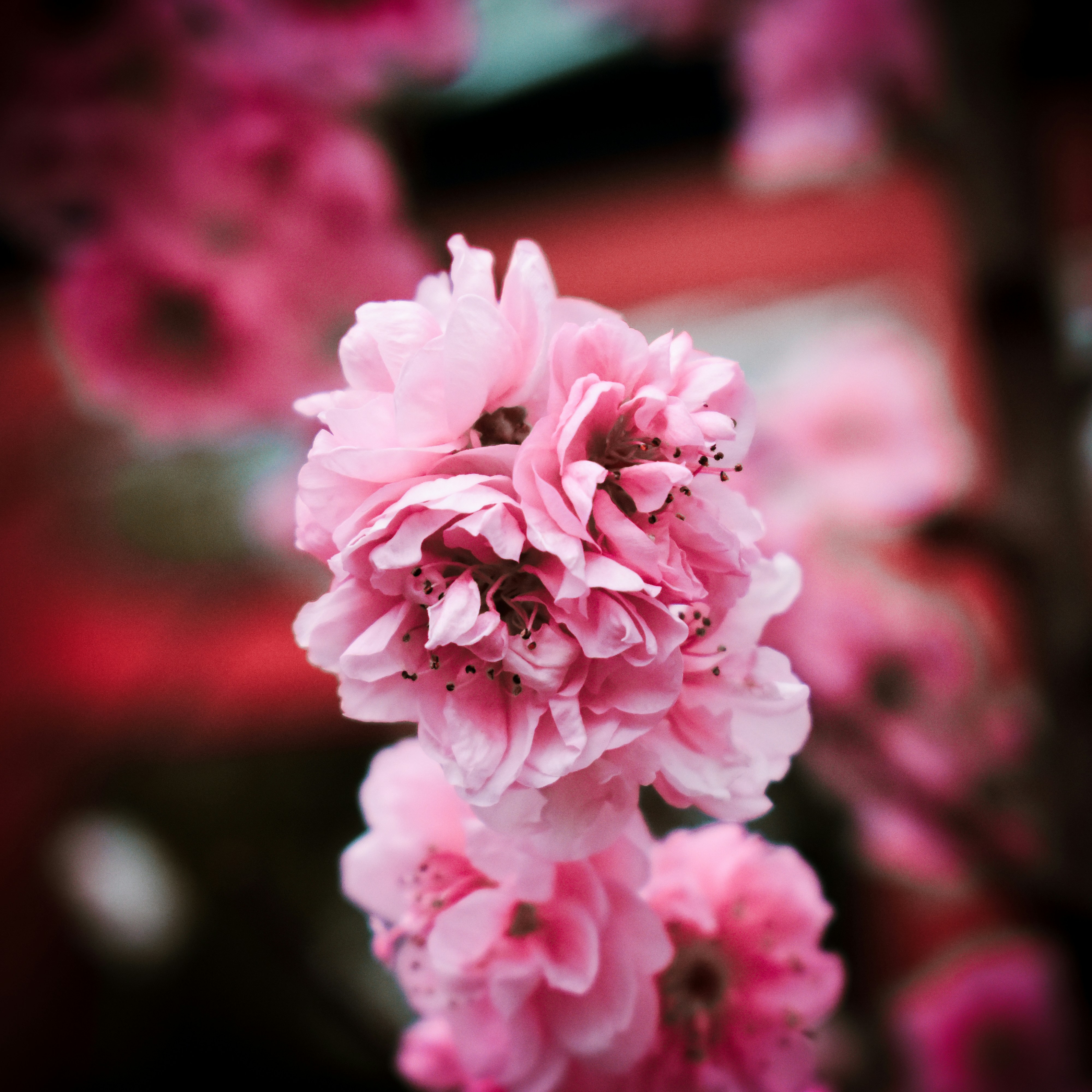 Petal Chorus: Close-Up of Blushing Pink Blooms Against Velvet Bokeh