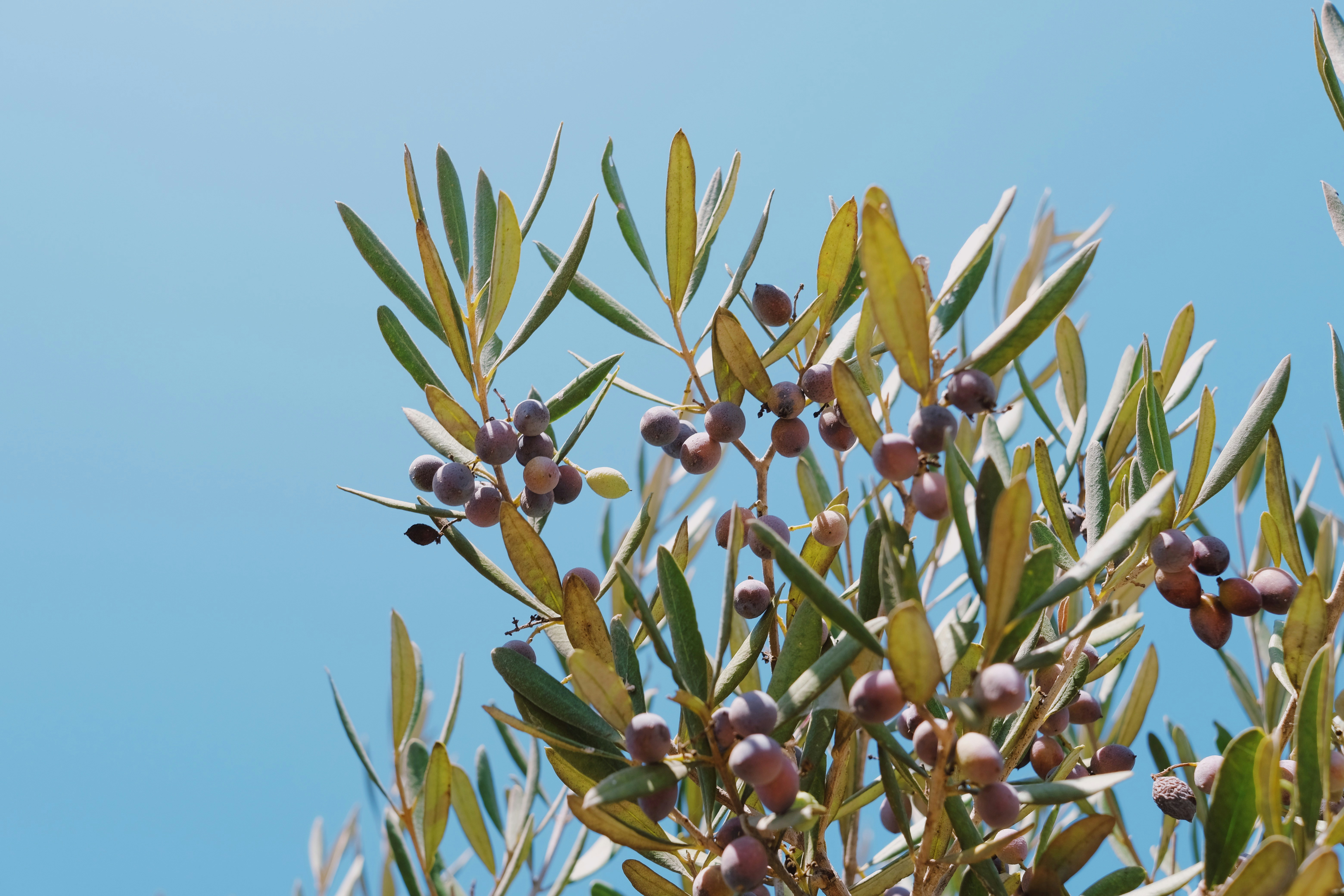 Sunlit Olive Clusters Framing a Clear Blue Sky