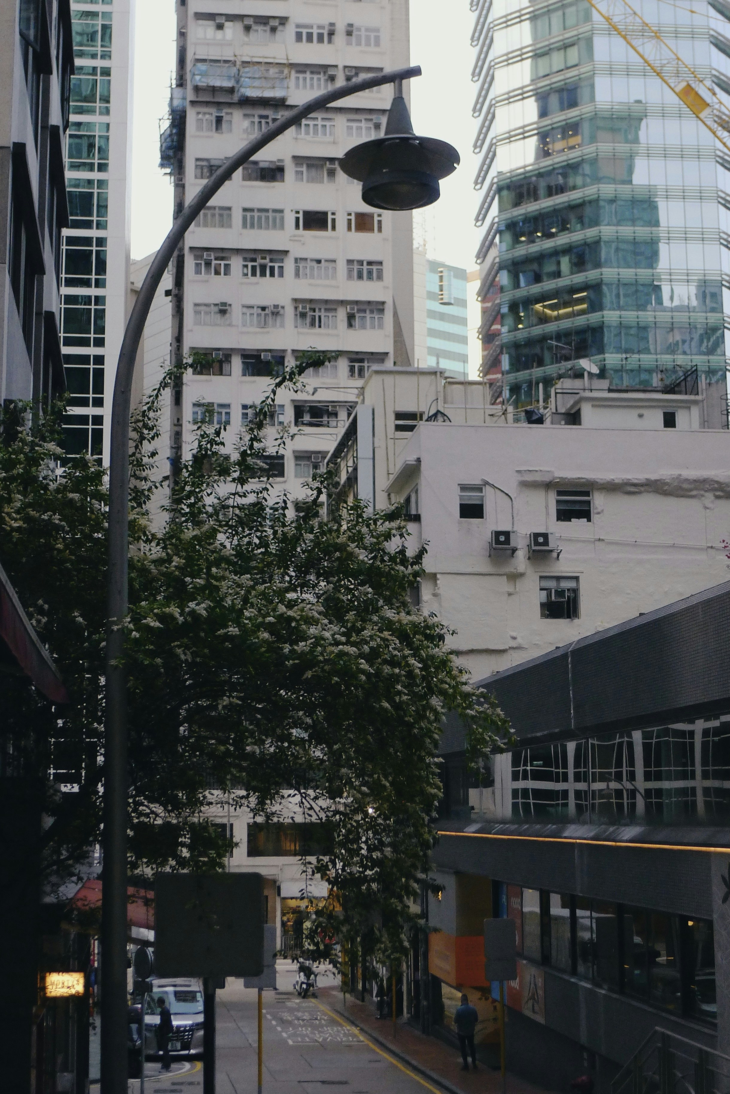 A street scene showcasing a blend of modern skyscrapers and lush greenery, with a lamp post adding an urban touch. The juxtaposition highlights the coexistence of nature and city life.