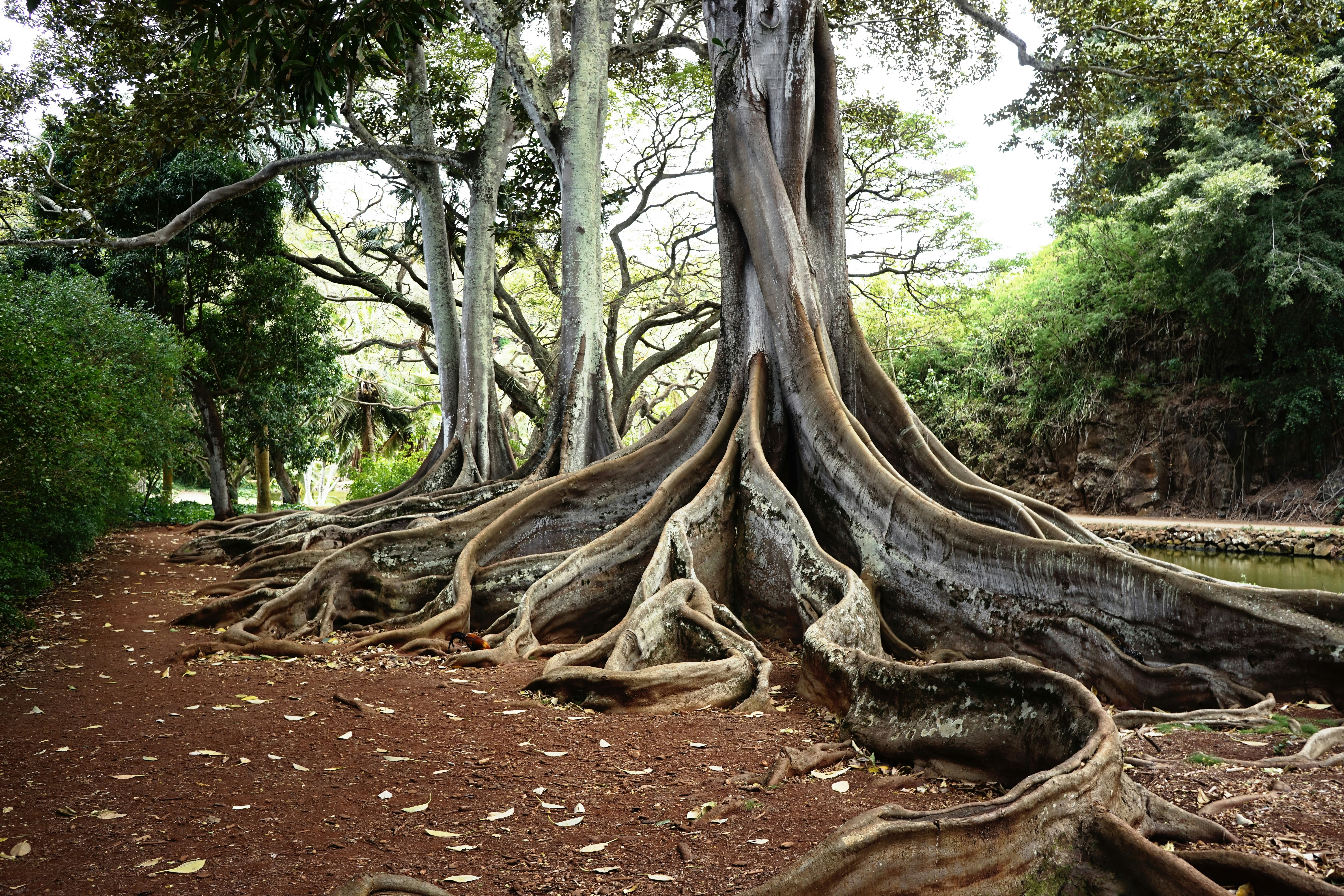 Big Tree Roots