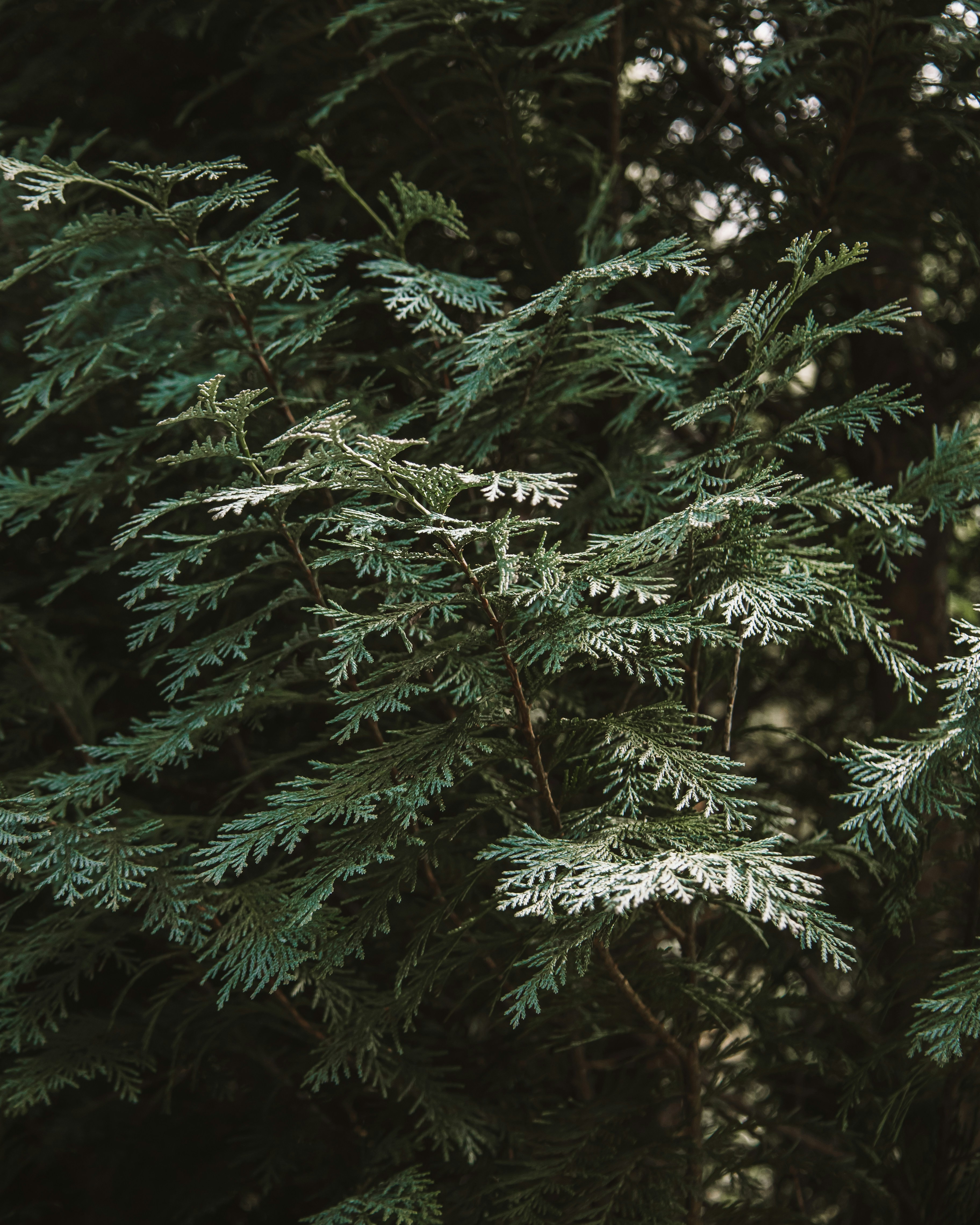 Close-up of lush green cedar leaves illuminated by soft light, showcasing intricate textures and natural patterns.