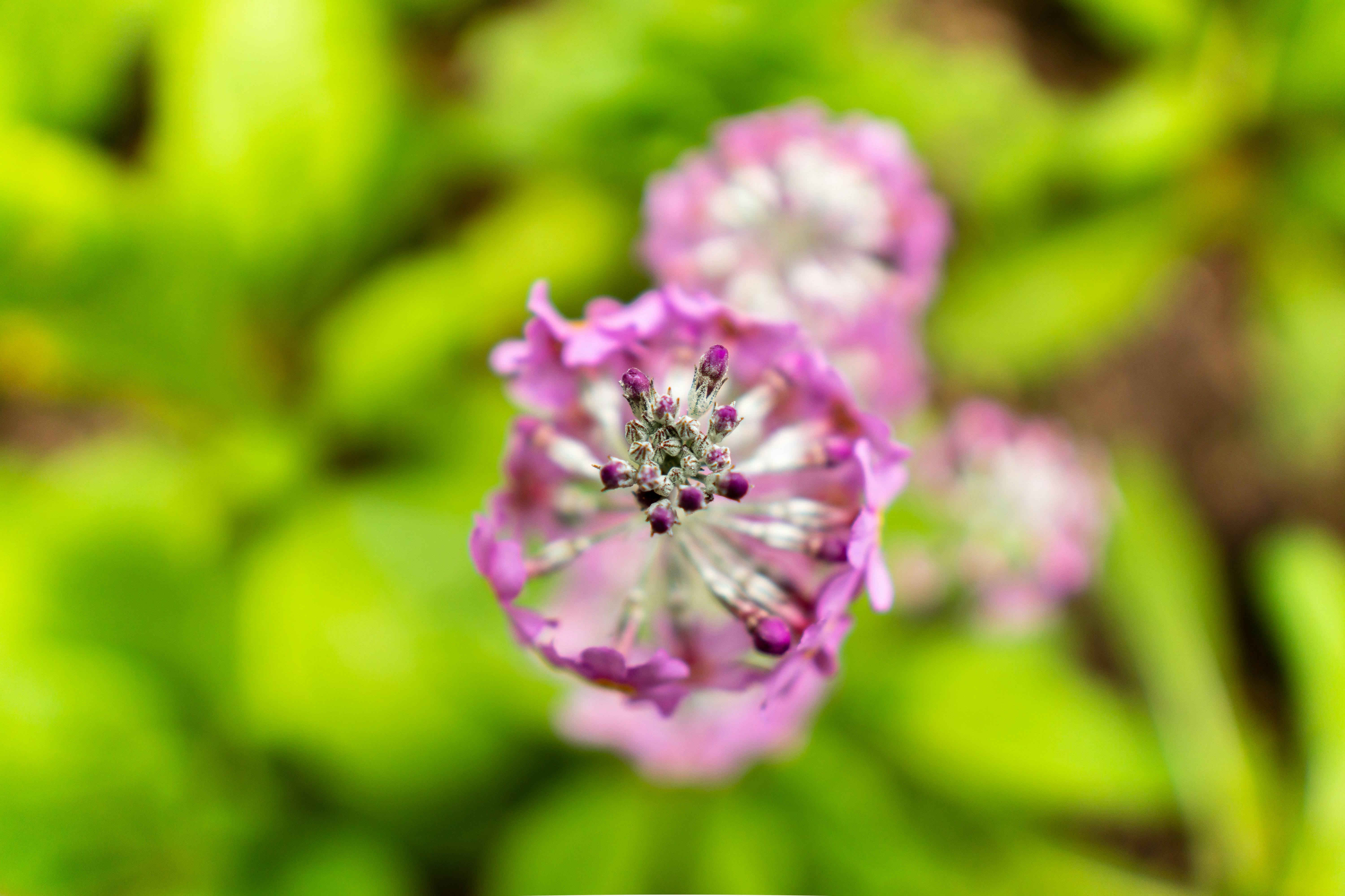 Petal Whirl in Spring's Embrace