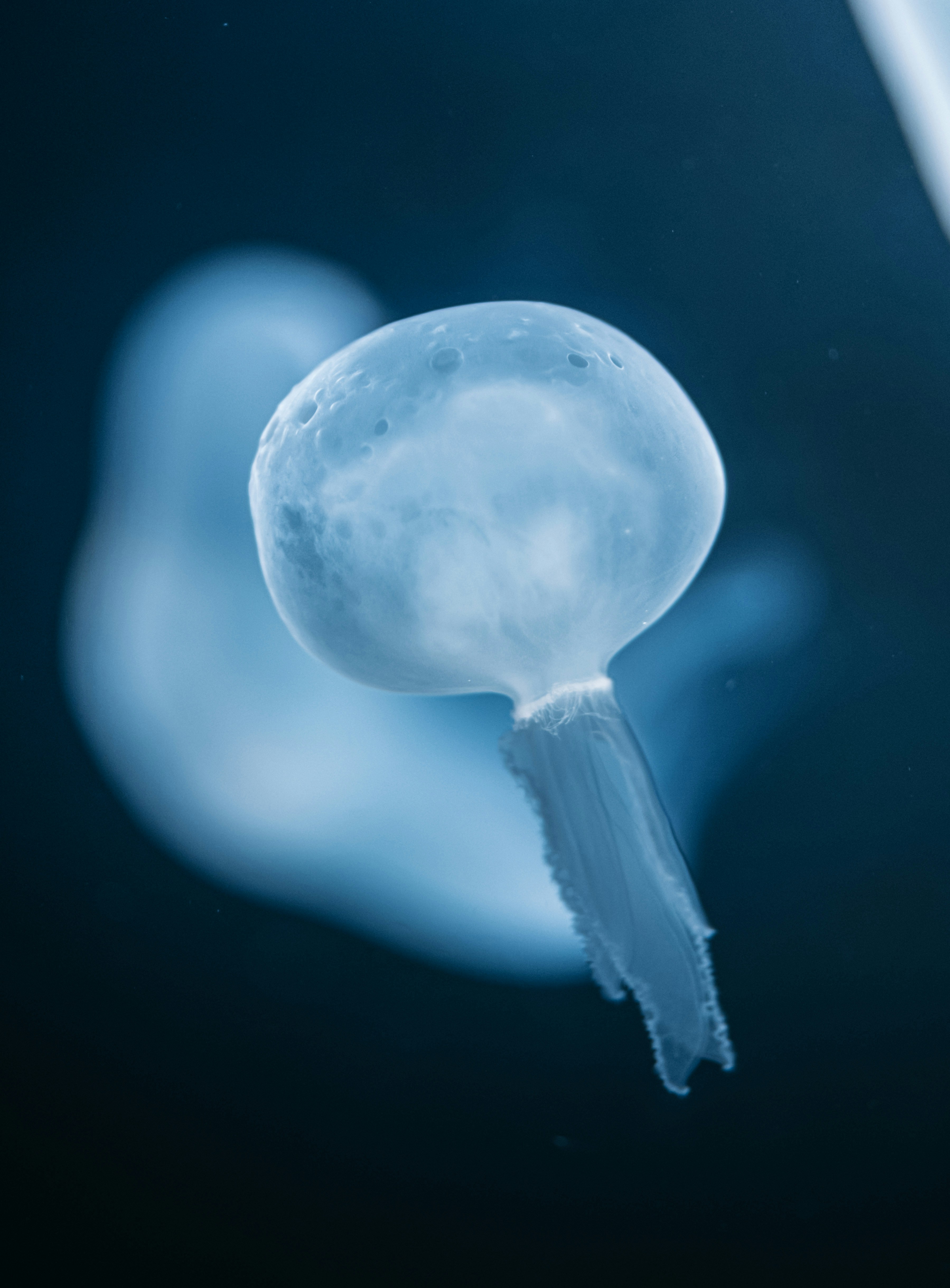 Blue Orb of the Deep: A Macro Portrait of a Jellyfish