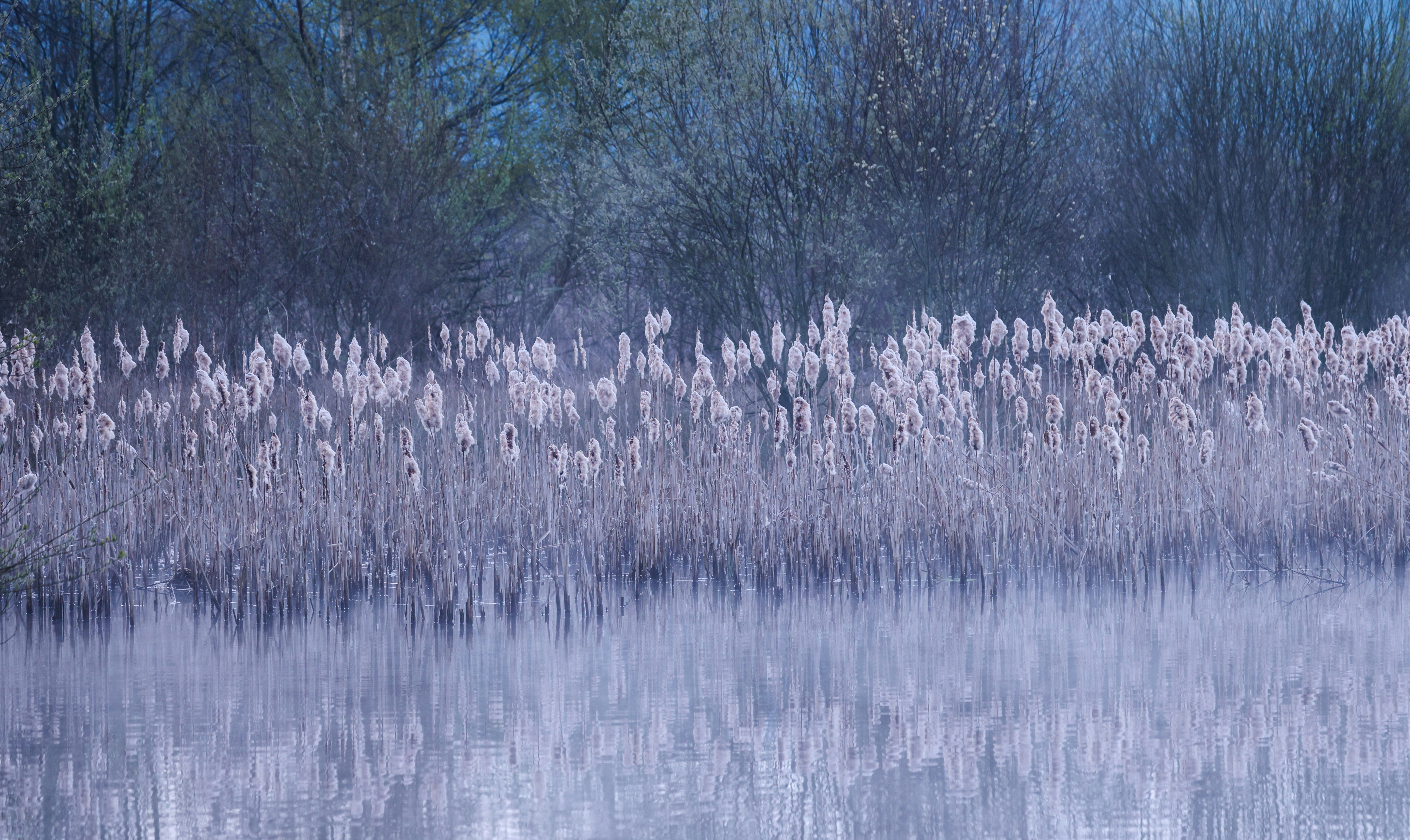 Delicate reeds rise above a tranquil water surface, enveloped in soft morning fog. The serene landscape reflects a subtle interplay of light and shadow.